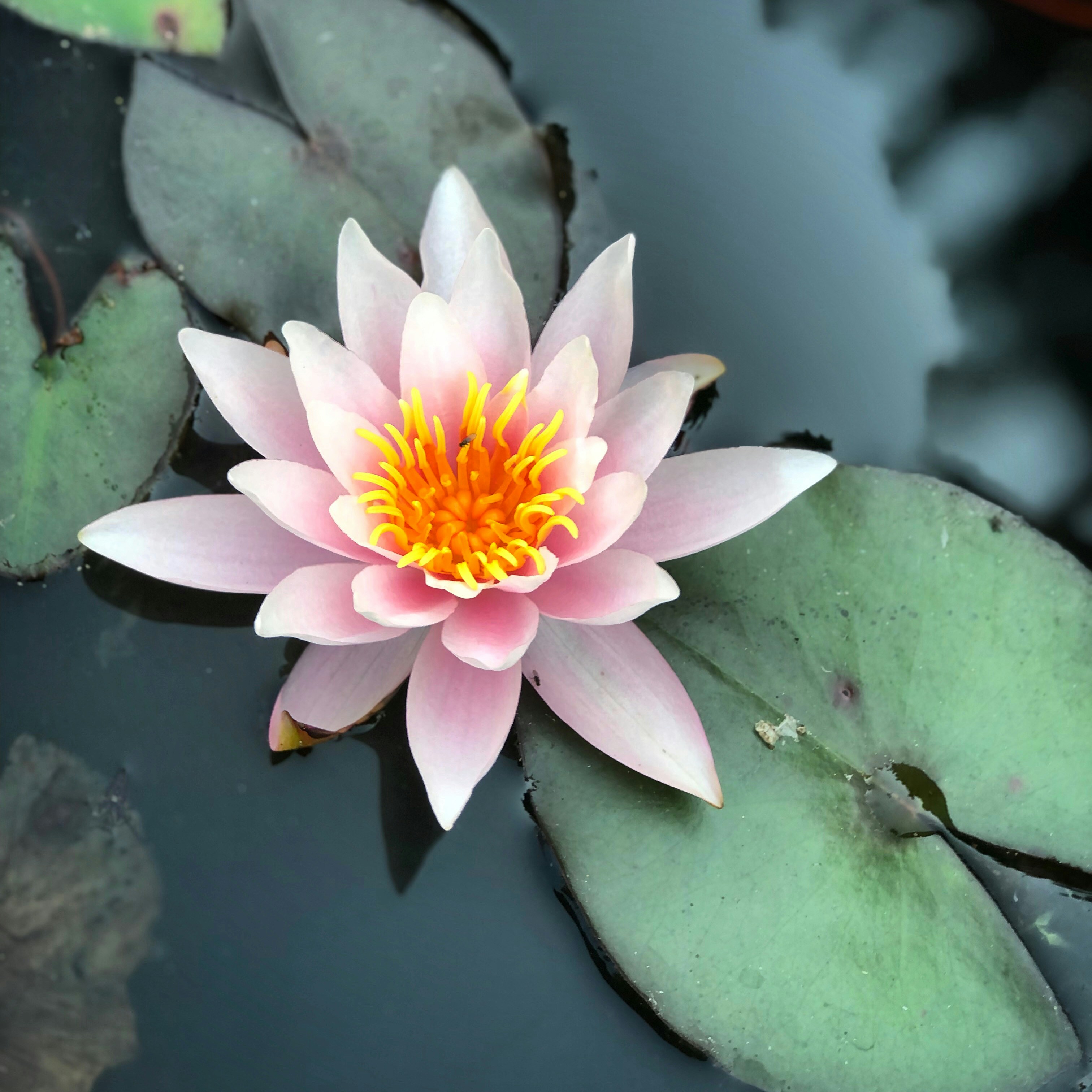 Flora & fauna | 10 best free plant, blossom, flower and nature image ...