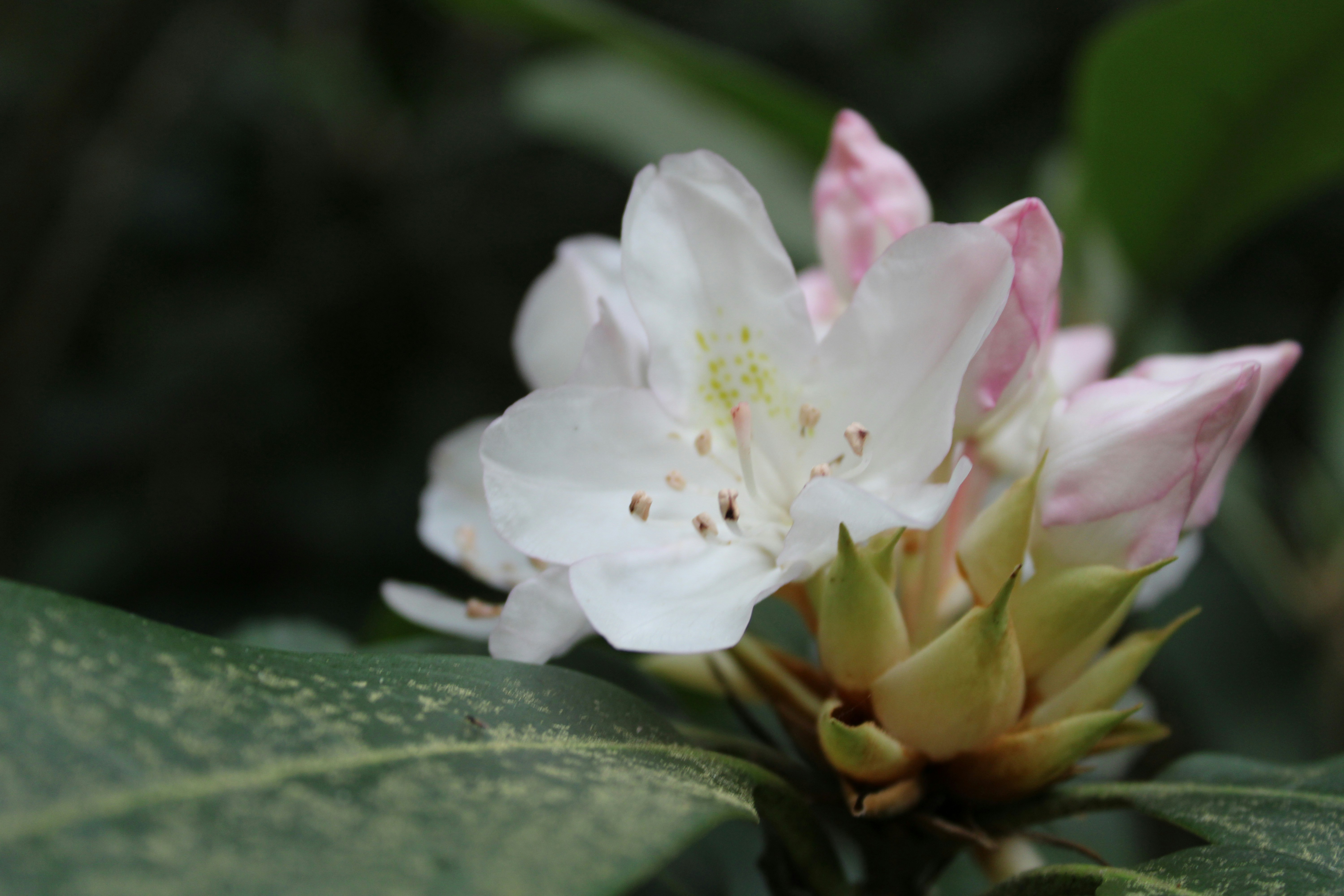 A close-up of a white and pink rhododendron flower emerging amidst green leaves, highlighting its intricate petals and budding form.