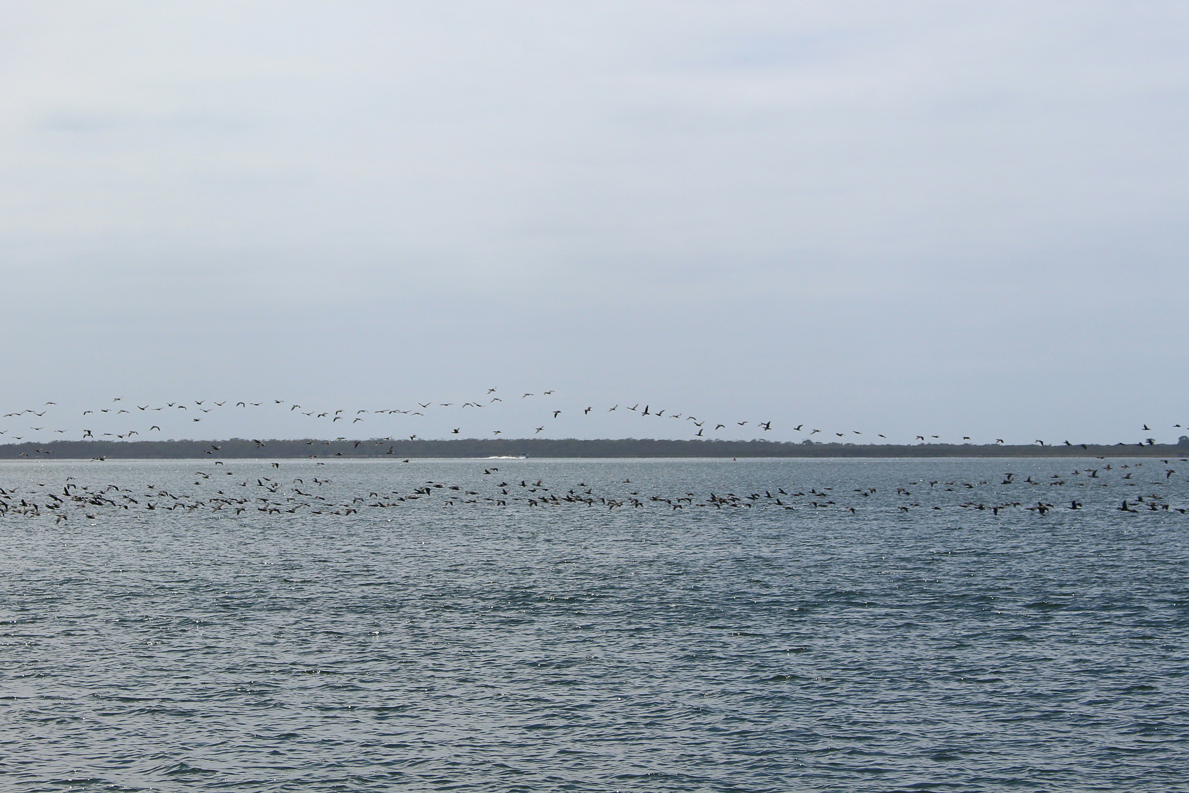 Flock of birds gracefully flying over a tranquil body of water, with a soft, cloudy sky in the background.
