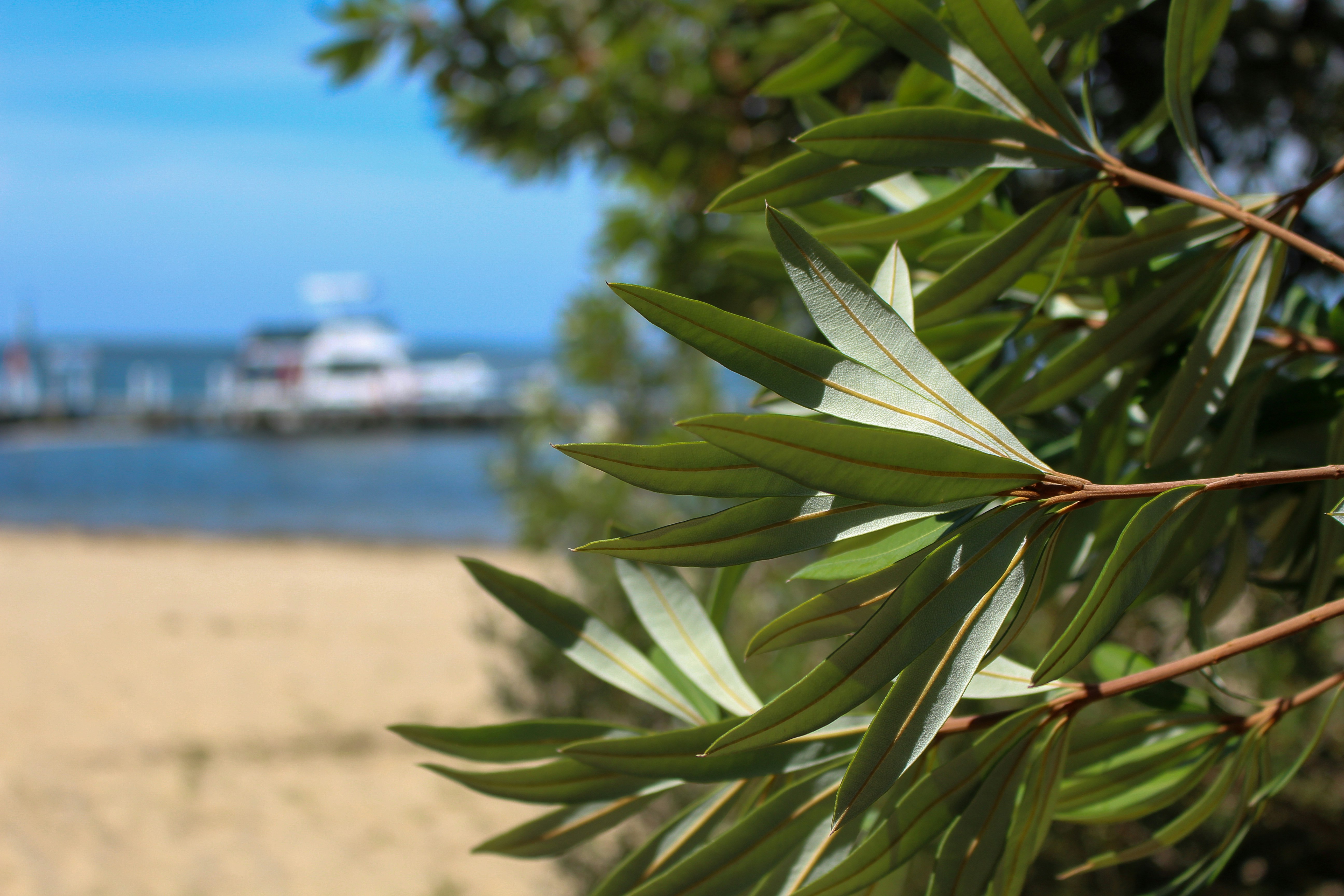 Close-up of Coastal Foliage Framing a Sea-Breeze Scene