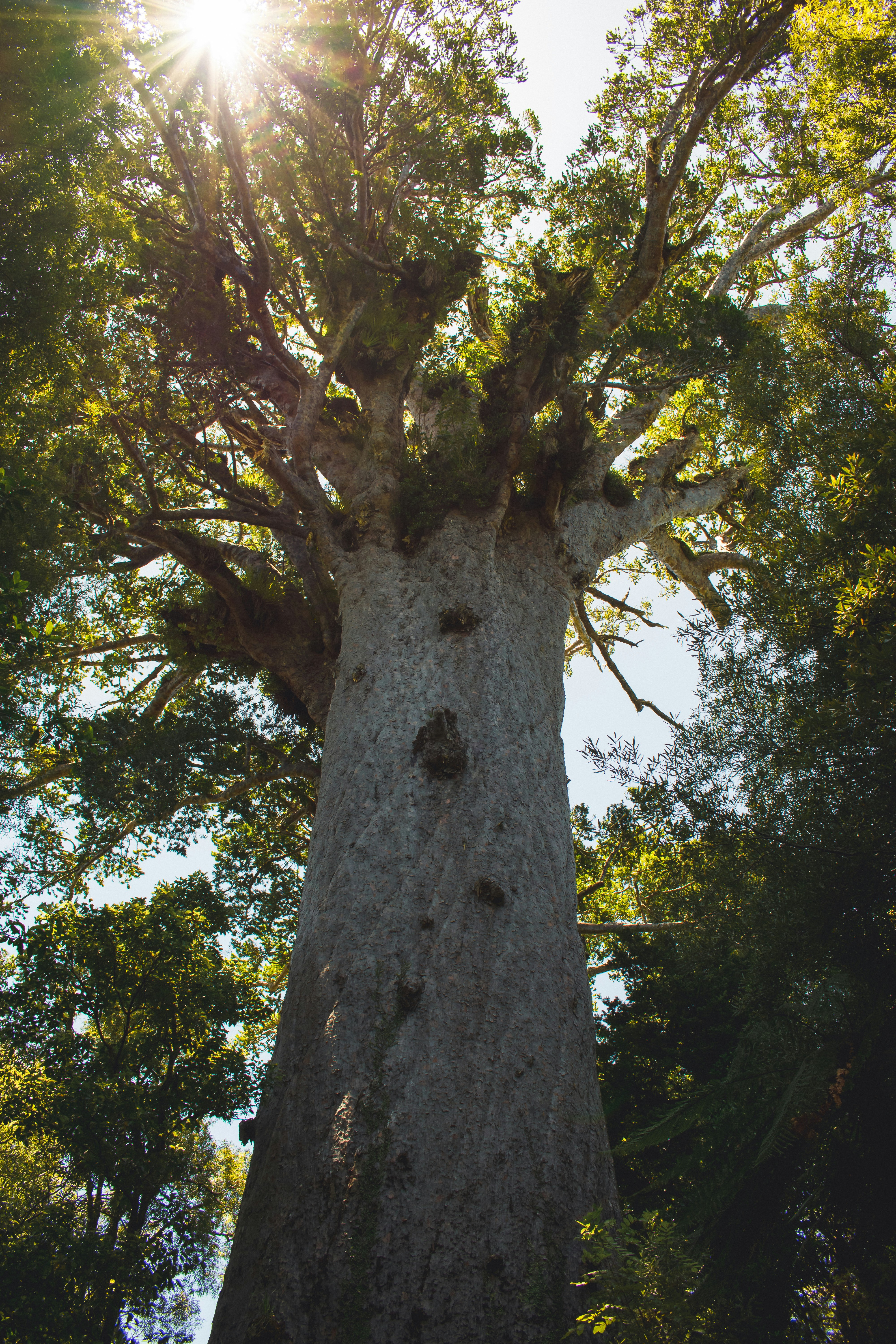 Tāne Mahuta, also called God of the Forest, is a giant kauri tree in the Waipoua Forest of Northland Region, New Zealand. Its age is unknown but is estimated to be between 1,250 and 2,500 years.