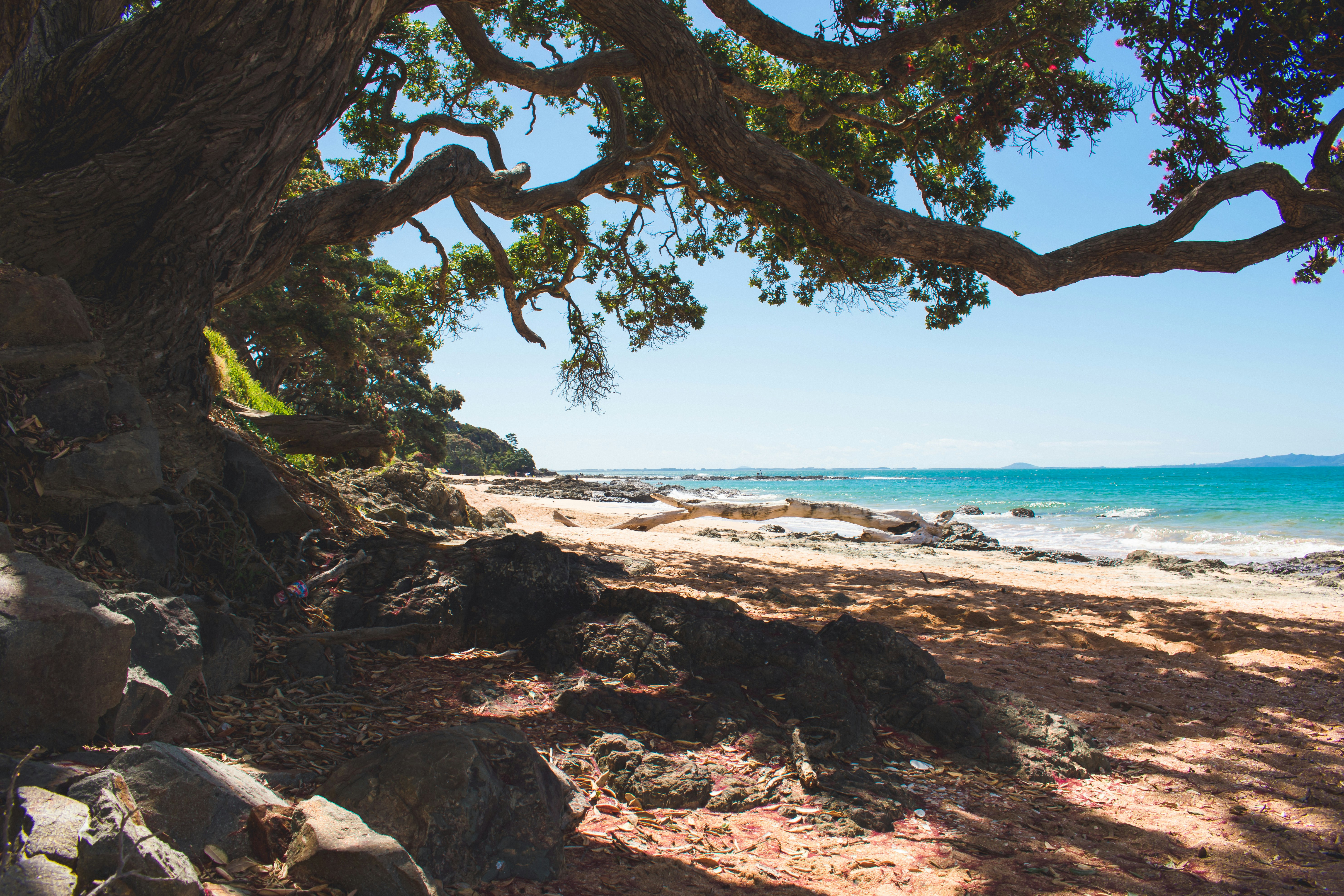 A serene beach scene framed by a sprawling tree, showcasing the gentle waves lapping at the shore under a clear blue sky.