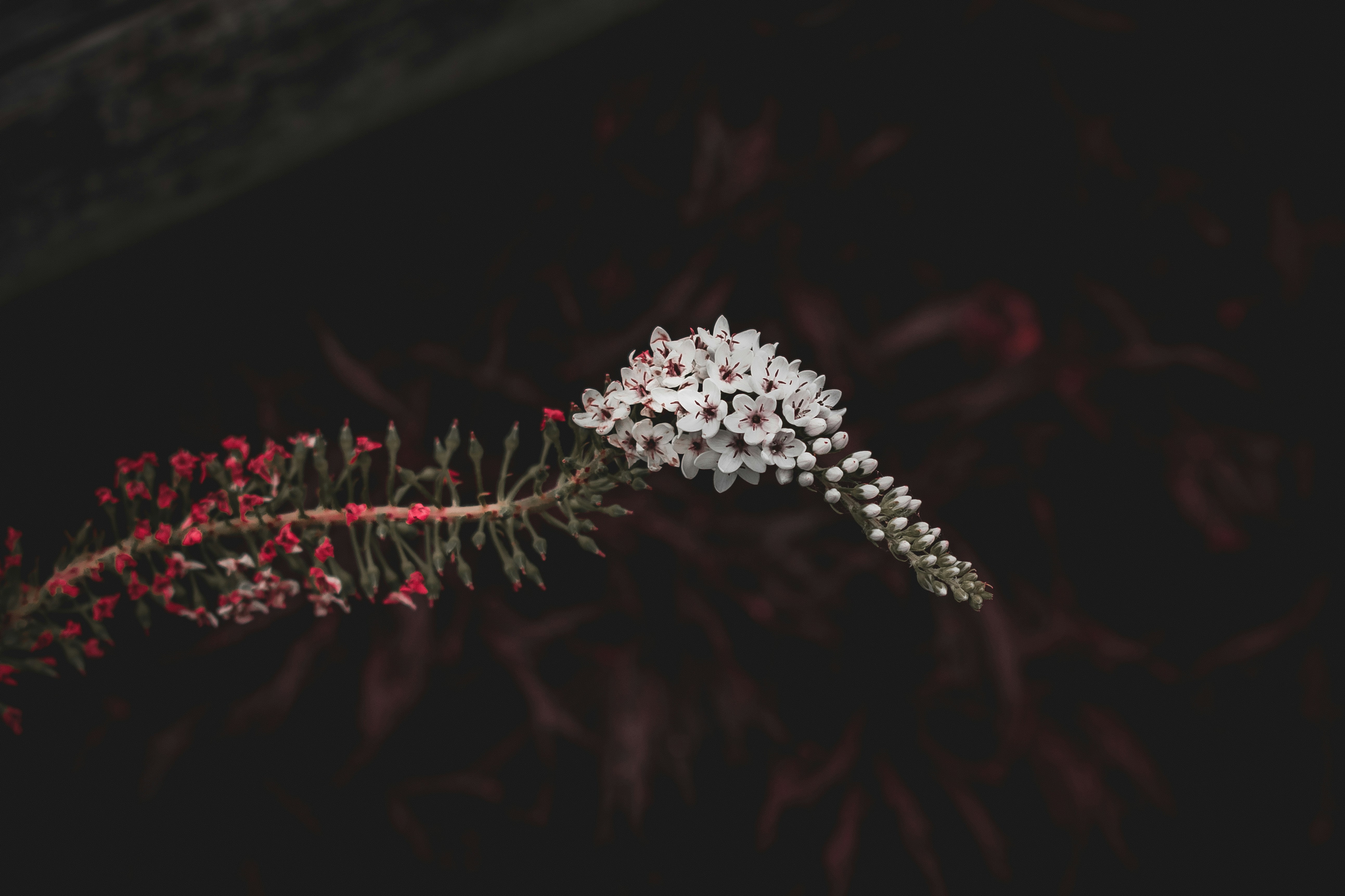 Delicate white and red flowers gracefully intertwine against a dark backdrop, highlighting their intricate details and natural beauty.