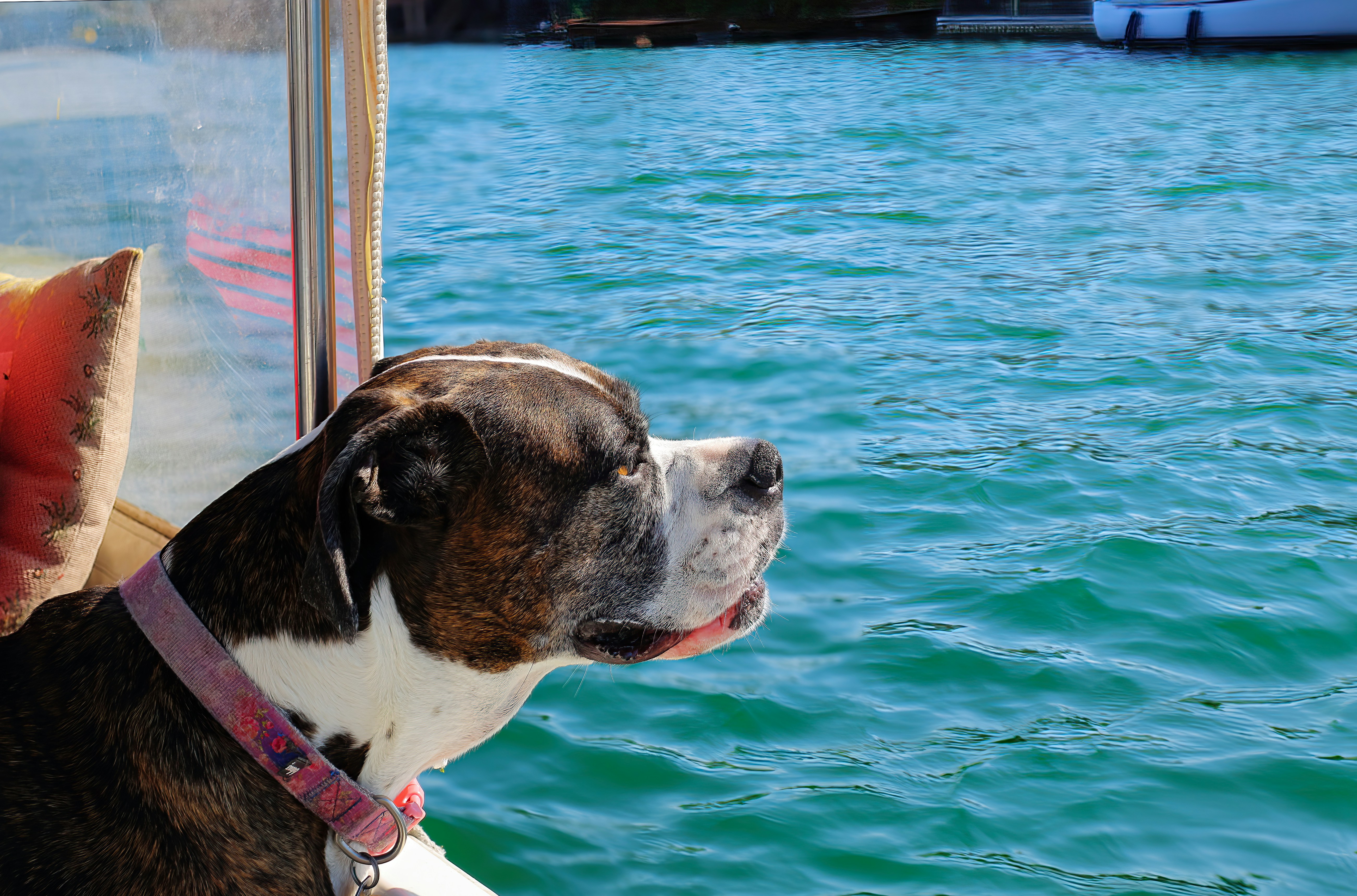 Sea-Breeze Guardian: The Dockside Moment with a Watchful Pup