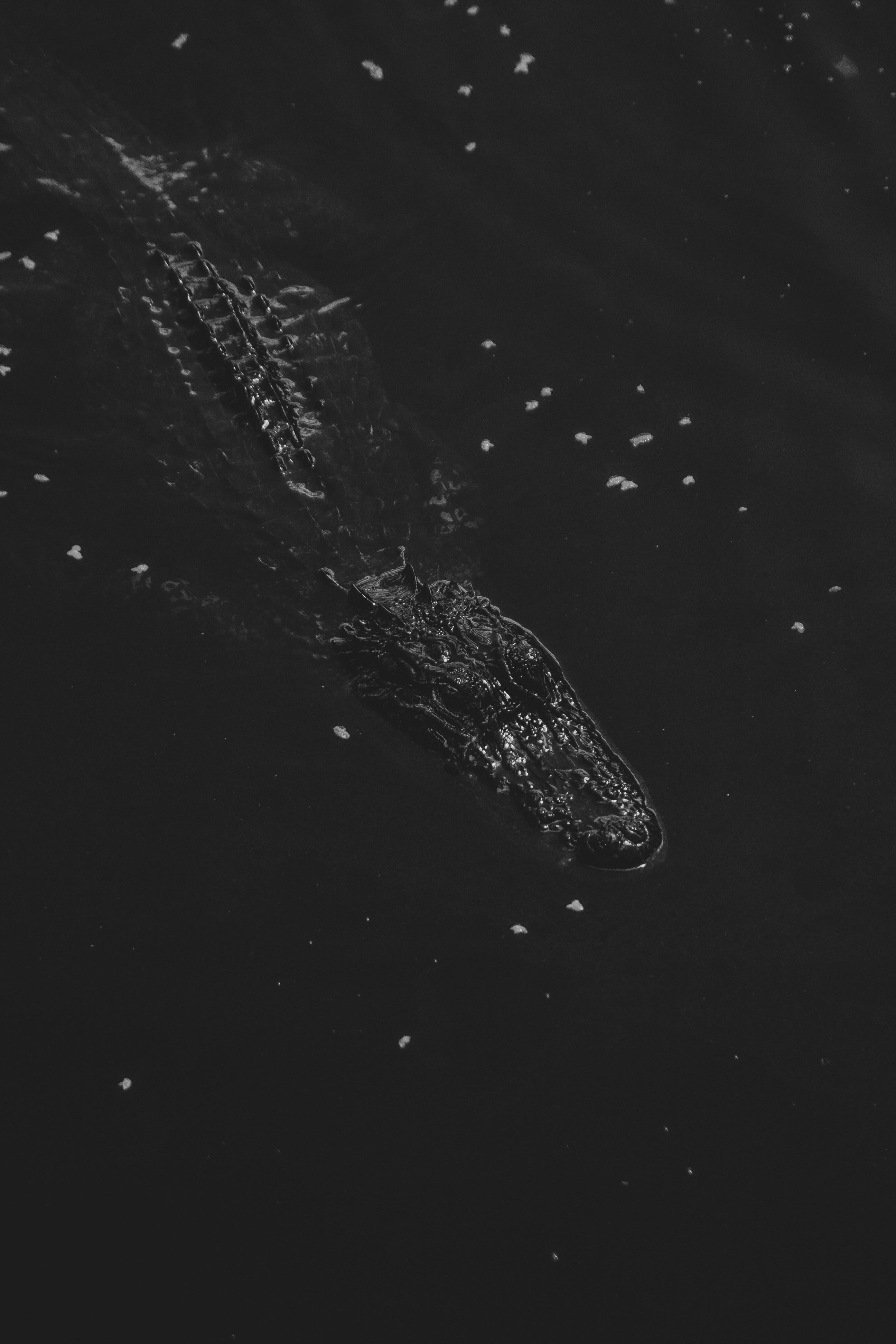 Silent Hunter: A Crocodile Drifts Through Shadowed Water