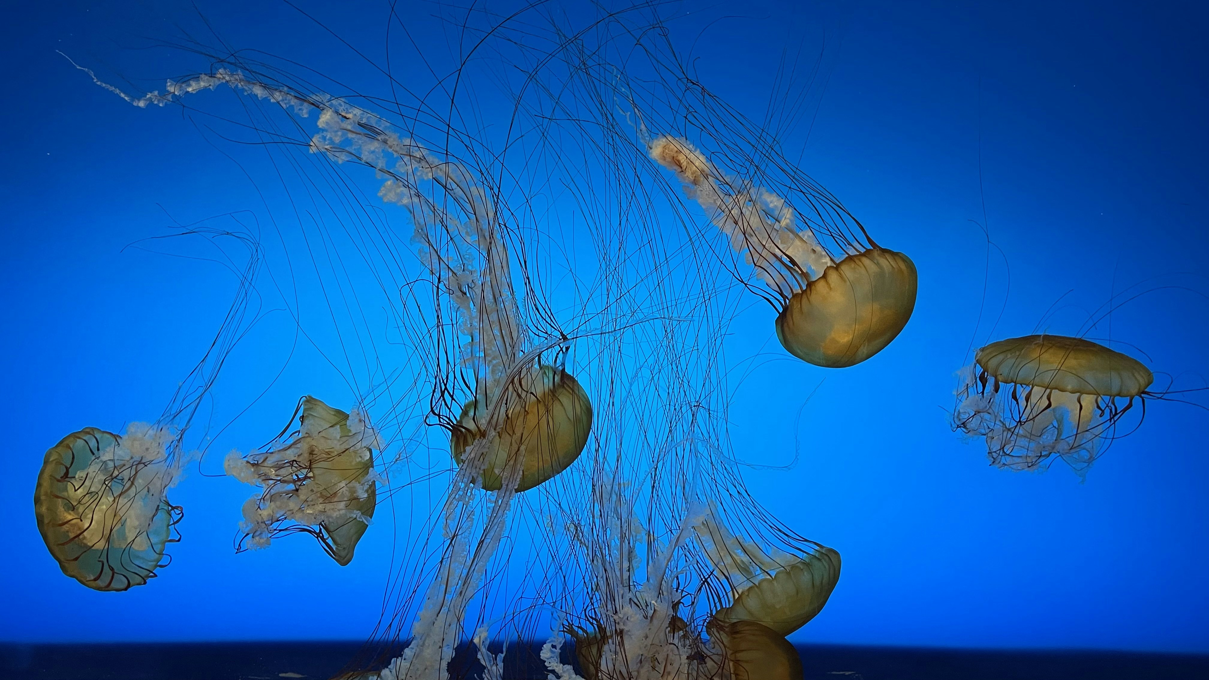 Cobalt Currents: Jellyfish Drift in a Quiet Blue Tank