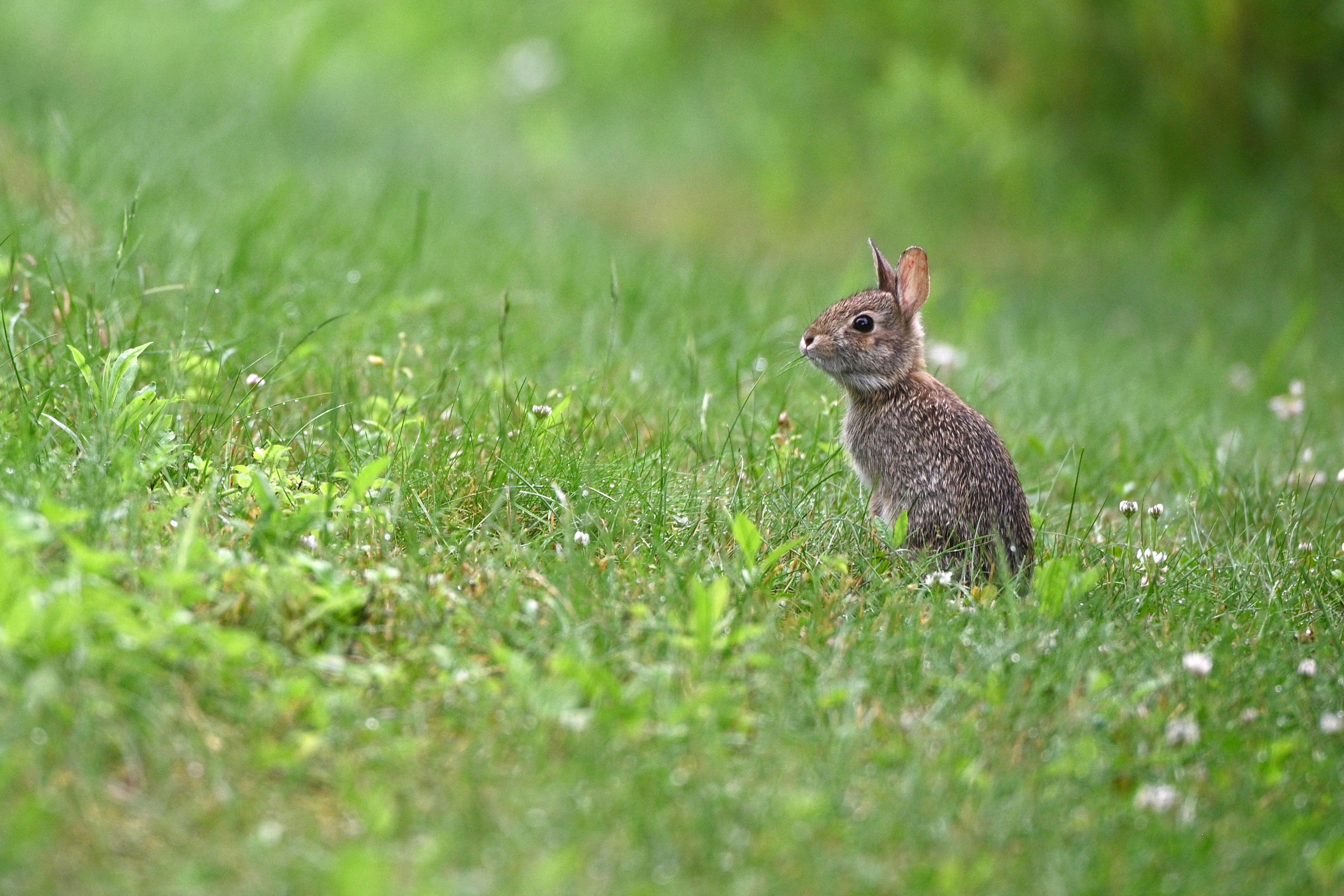 Brown rabbit on green grass field during daytime photo – Free Animal ...