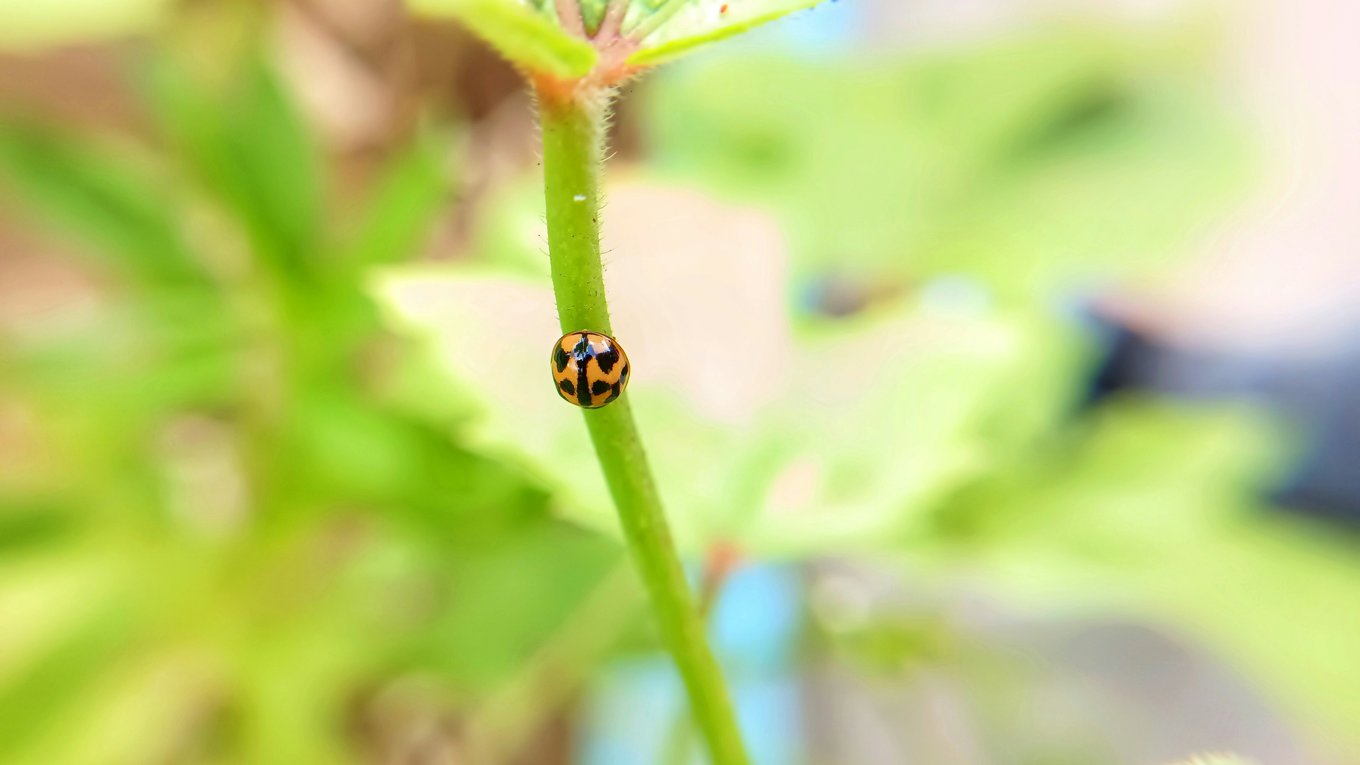 Animus Invictus (@reynaldogayas) | Komunitas Foto Unsplash