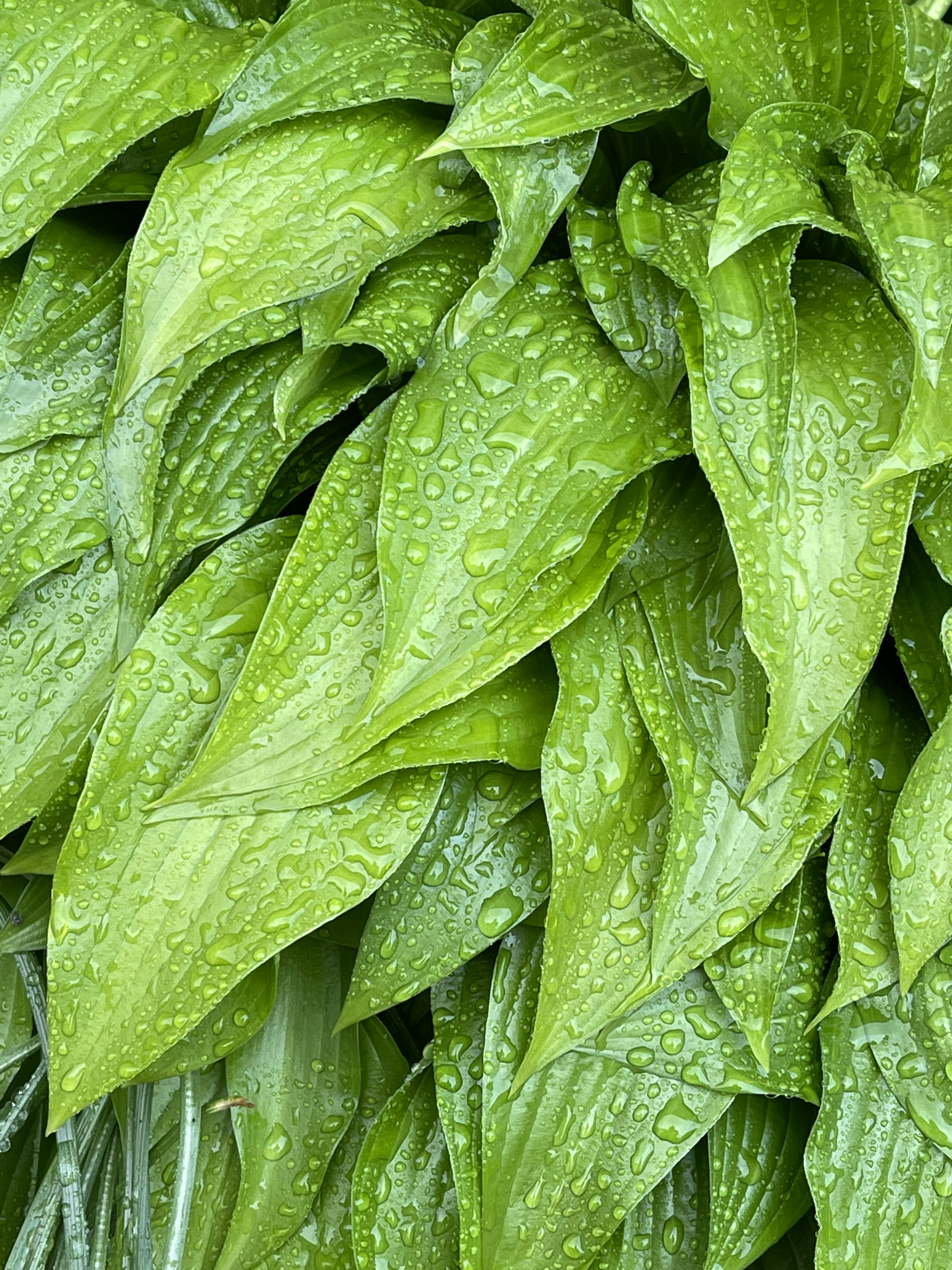 Textures - Greenery | 11 best free greenery, texture, plant and pattern ...