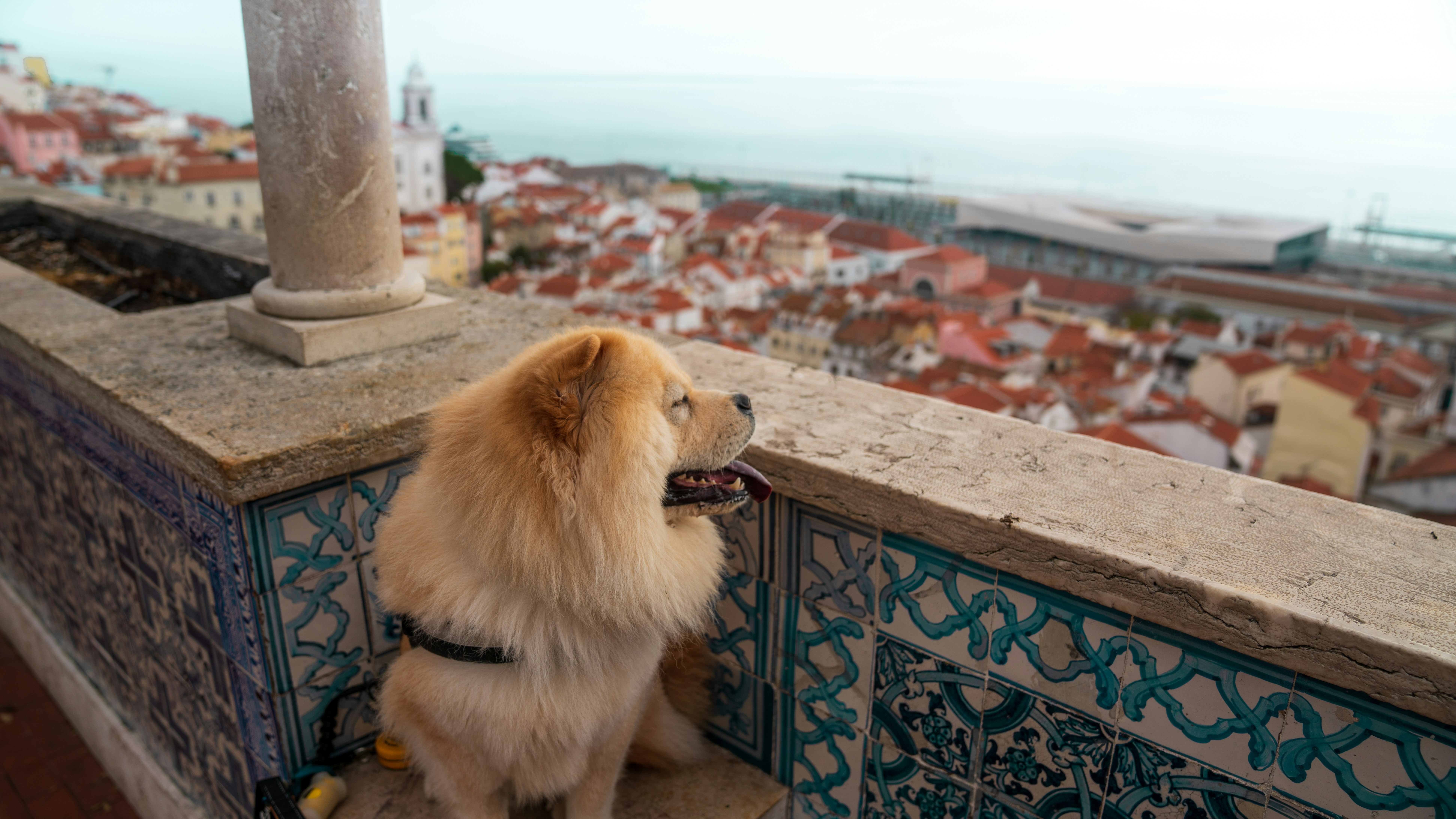 Pomeranian on a tiled balcony above a terracotta-roofed coastal town