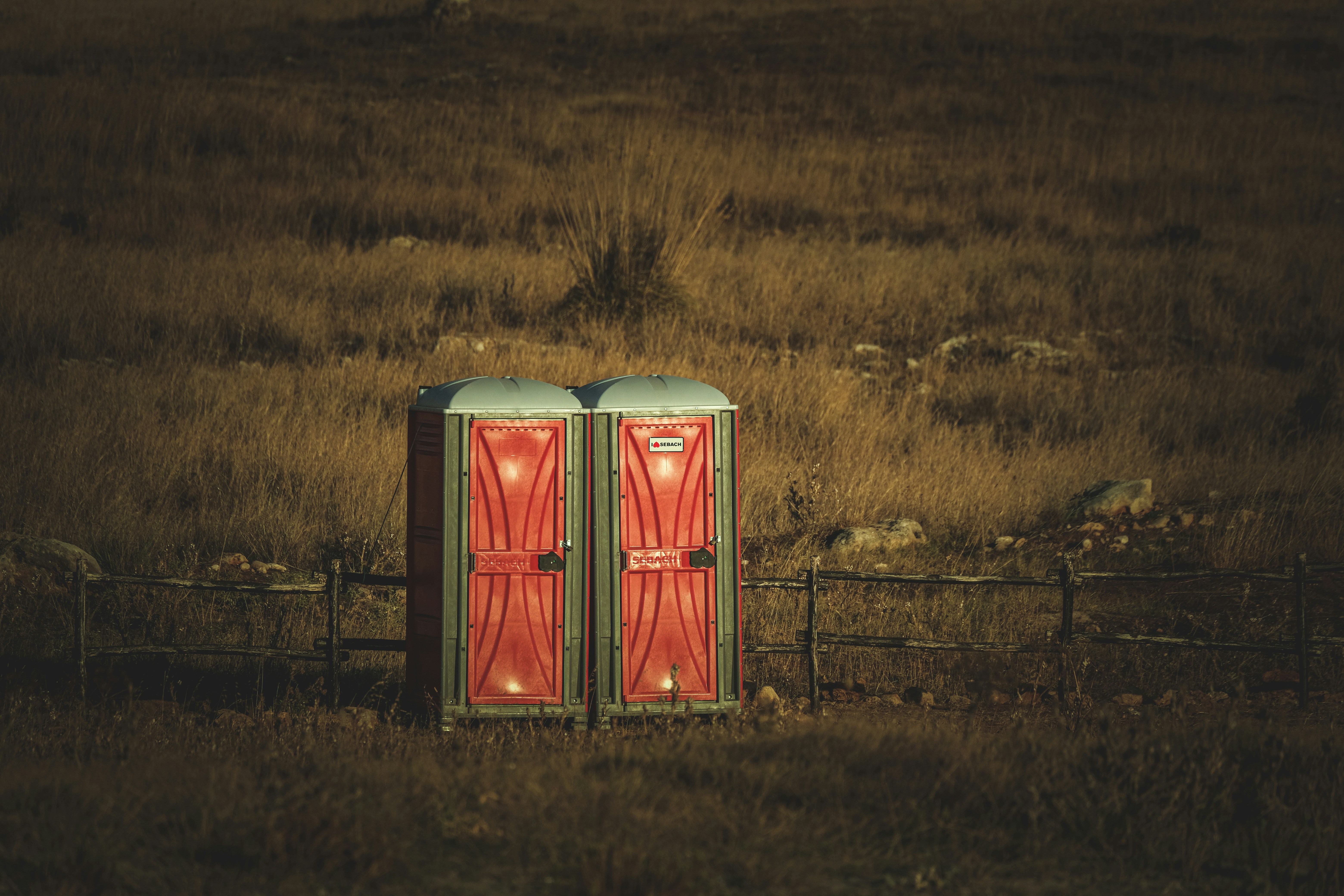 Scarlet Stalls on a Quiet Field at Golden Hour