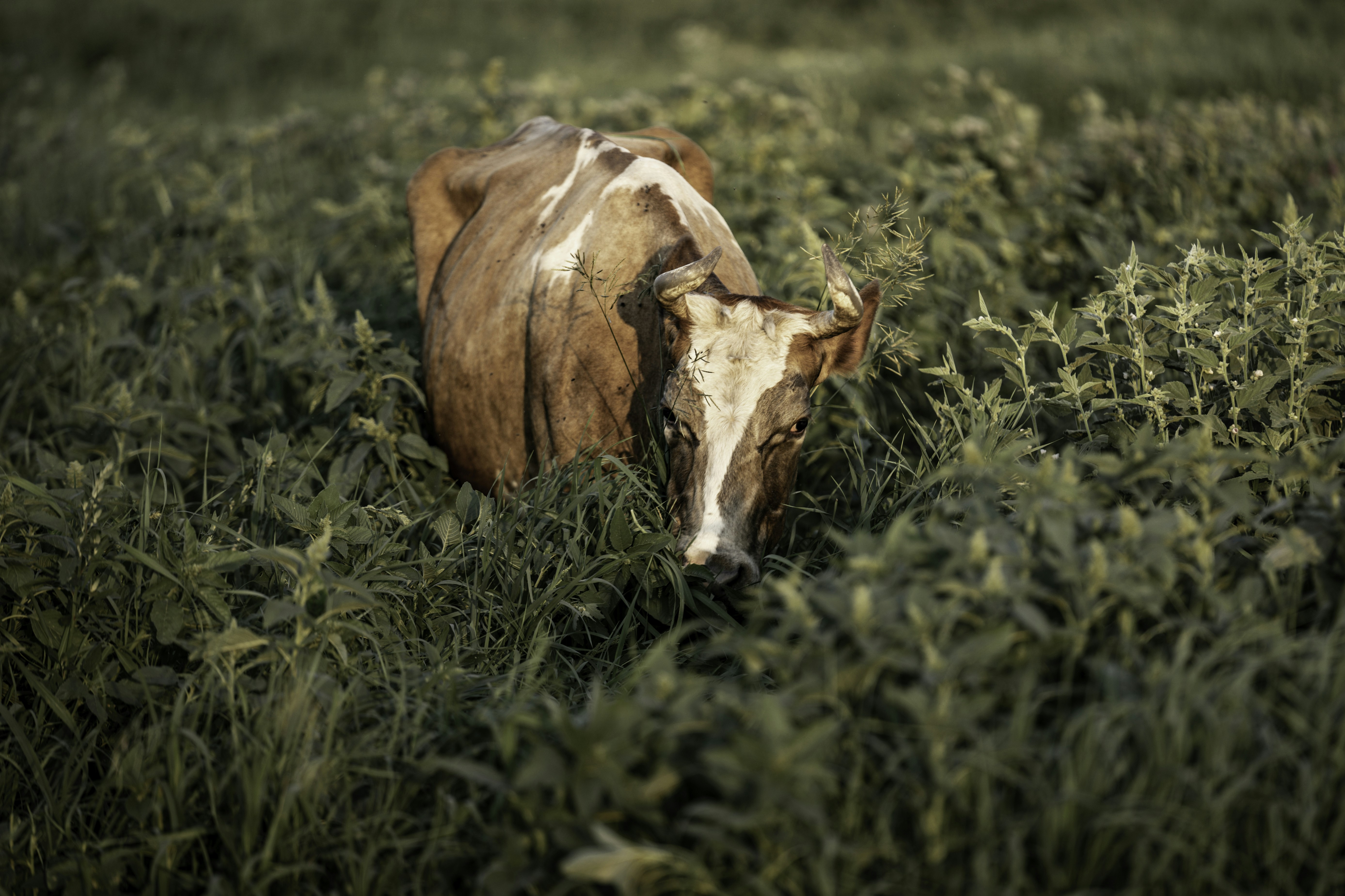 Brown cow on green grass field during daytime photo – Free Animal Image ...