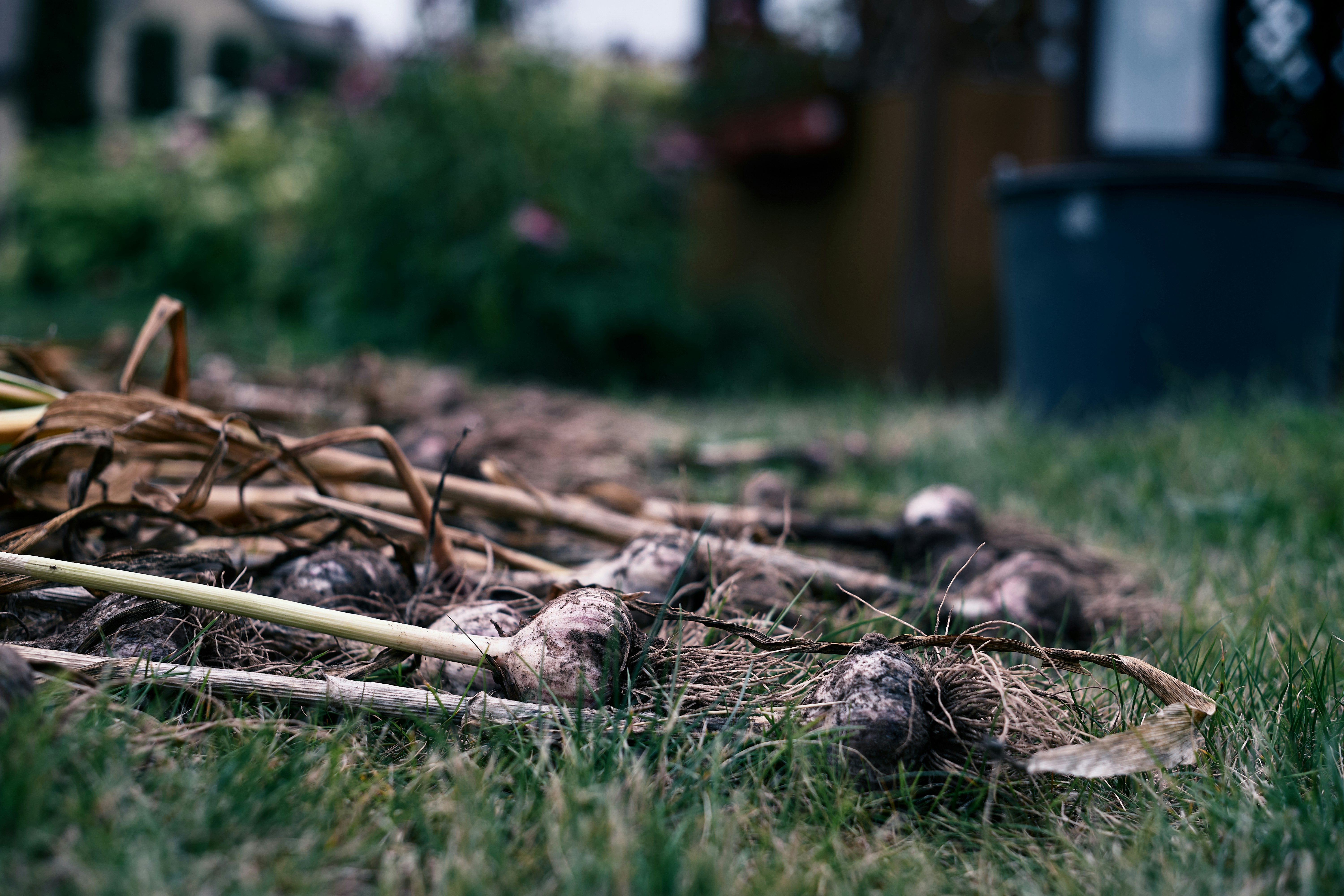 Selective focus on fresh ripe garlic heads in the yard on the grass. Close up.
