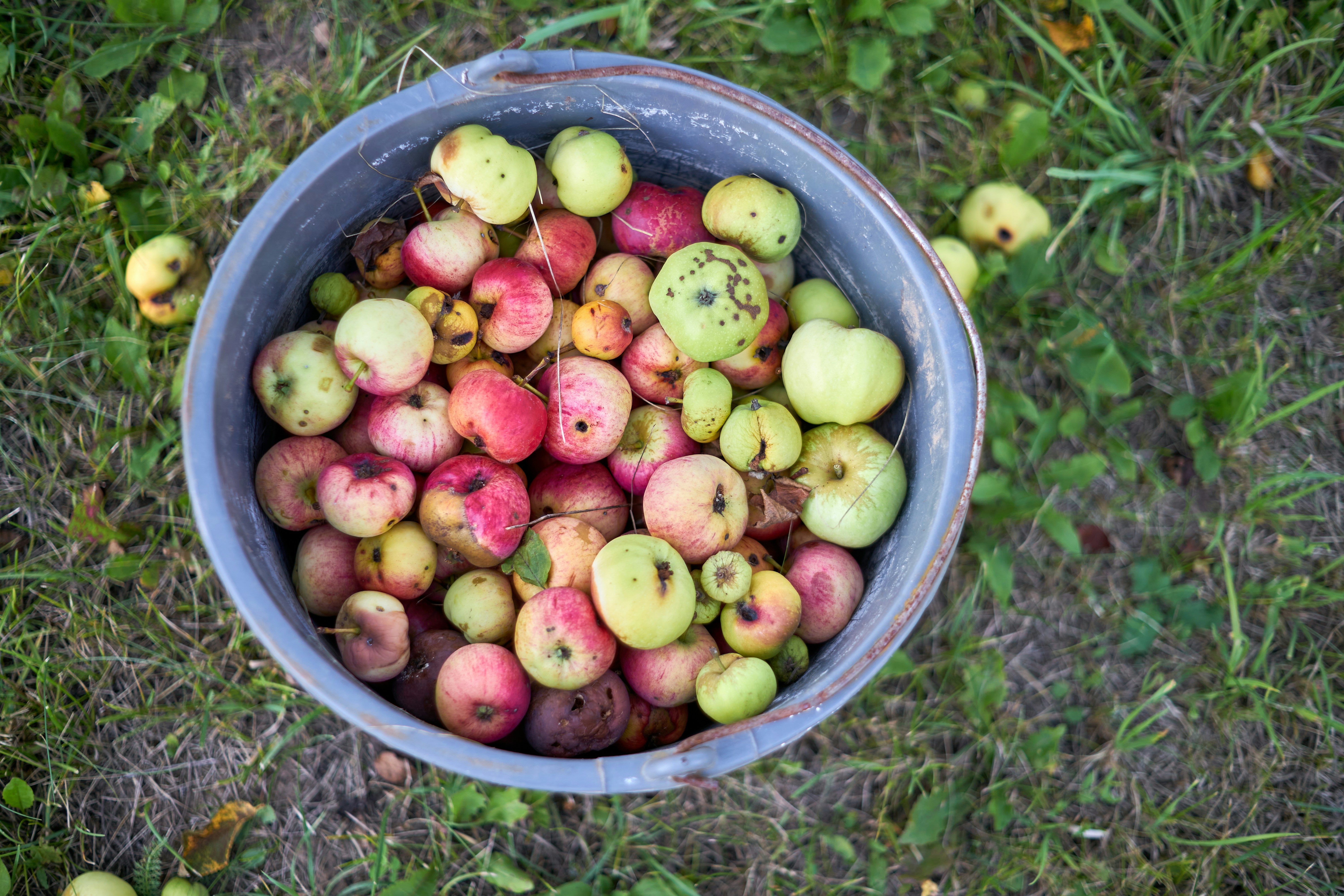 Overhead Harvest: A Bucket Brimming with Red and Green Apples