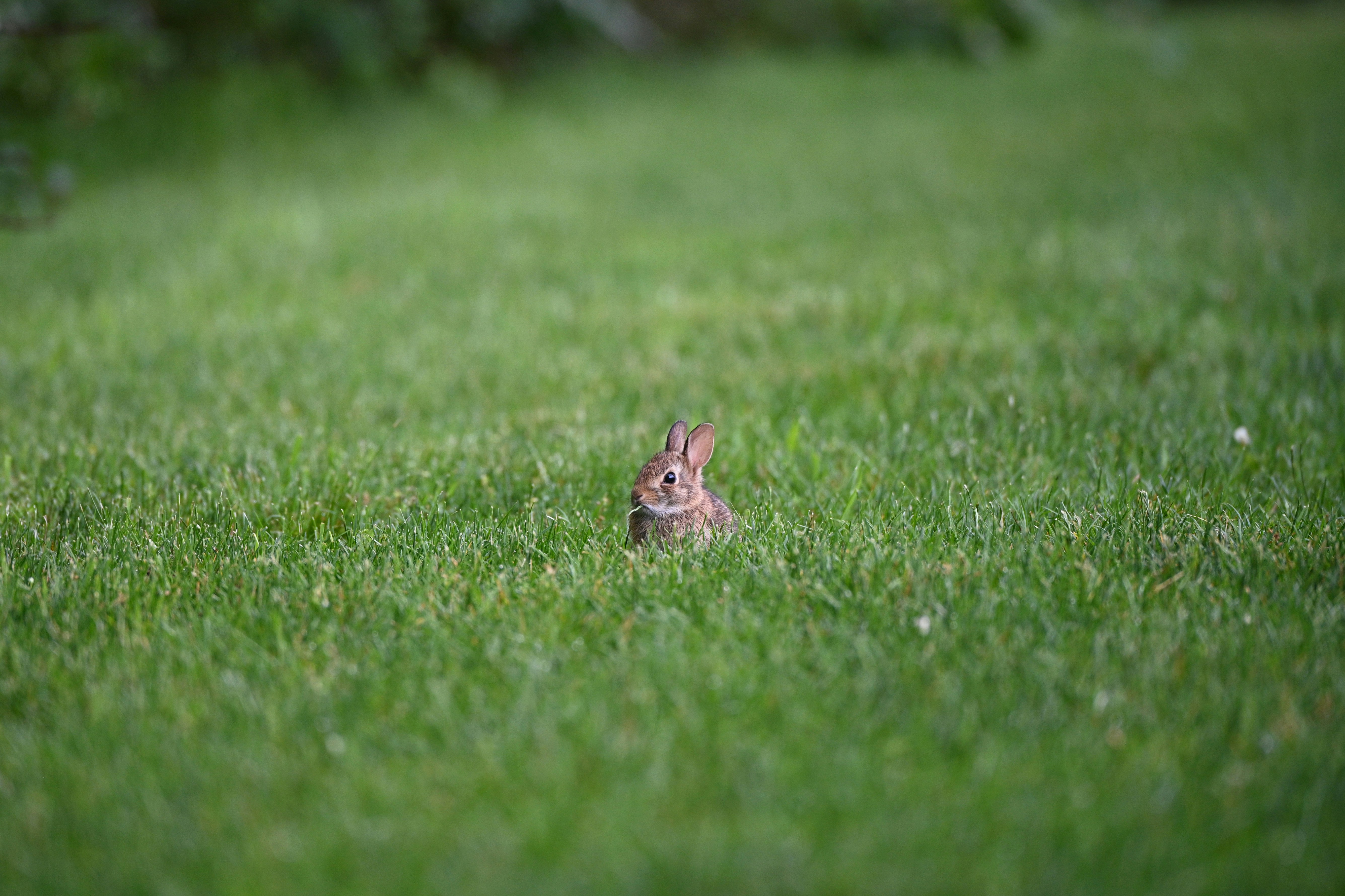 Brown rabbit on green grass field during daytime photo – Free Rabbit ...