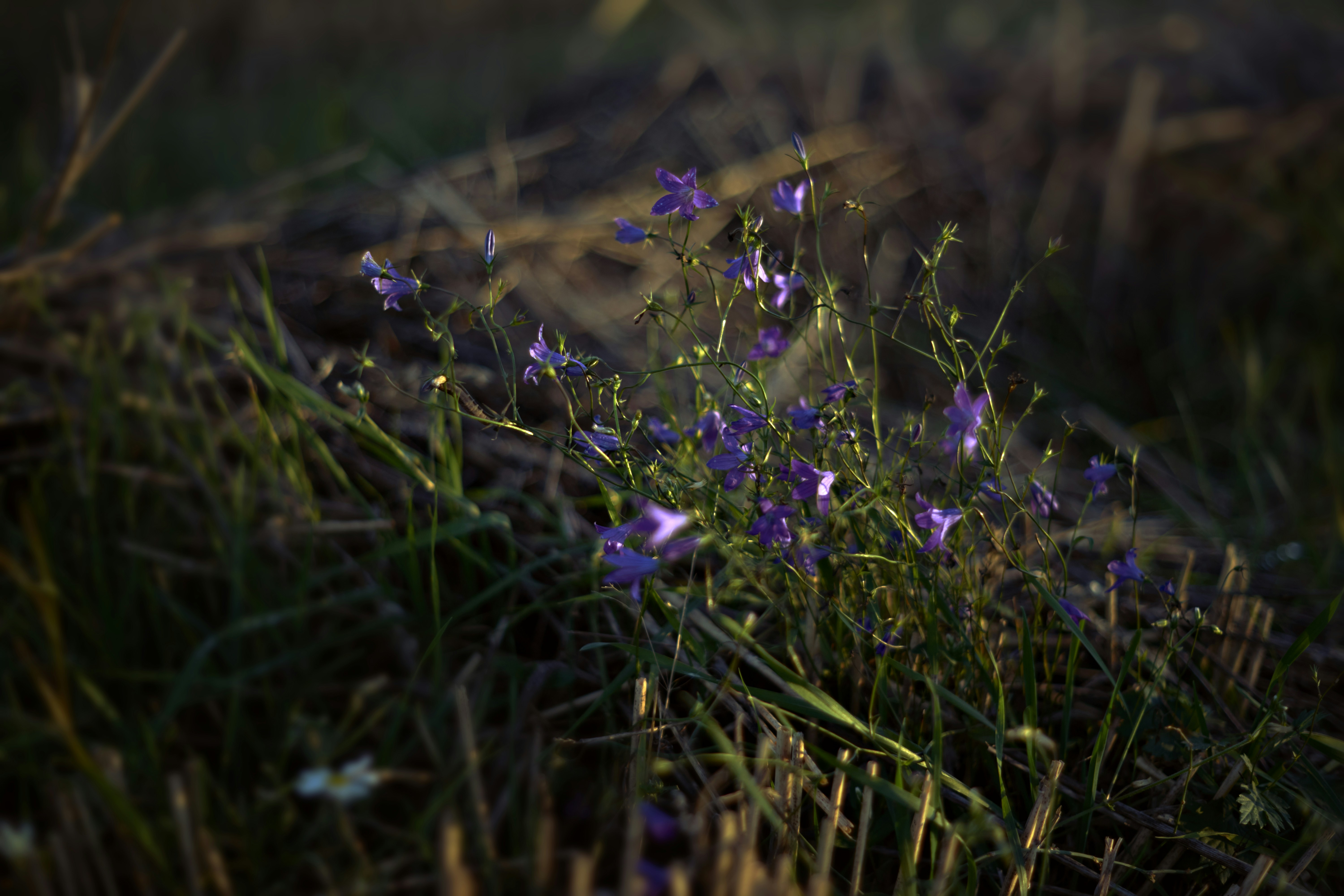Dusk Meadow: Violet Blooms in Quiet May Grass