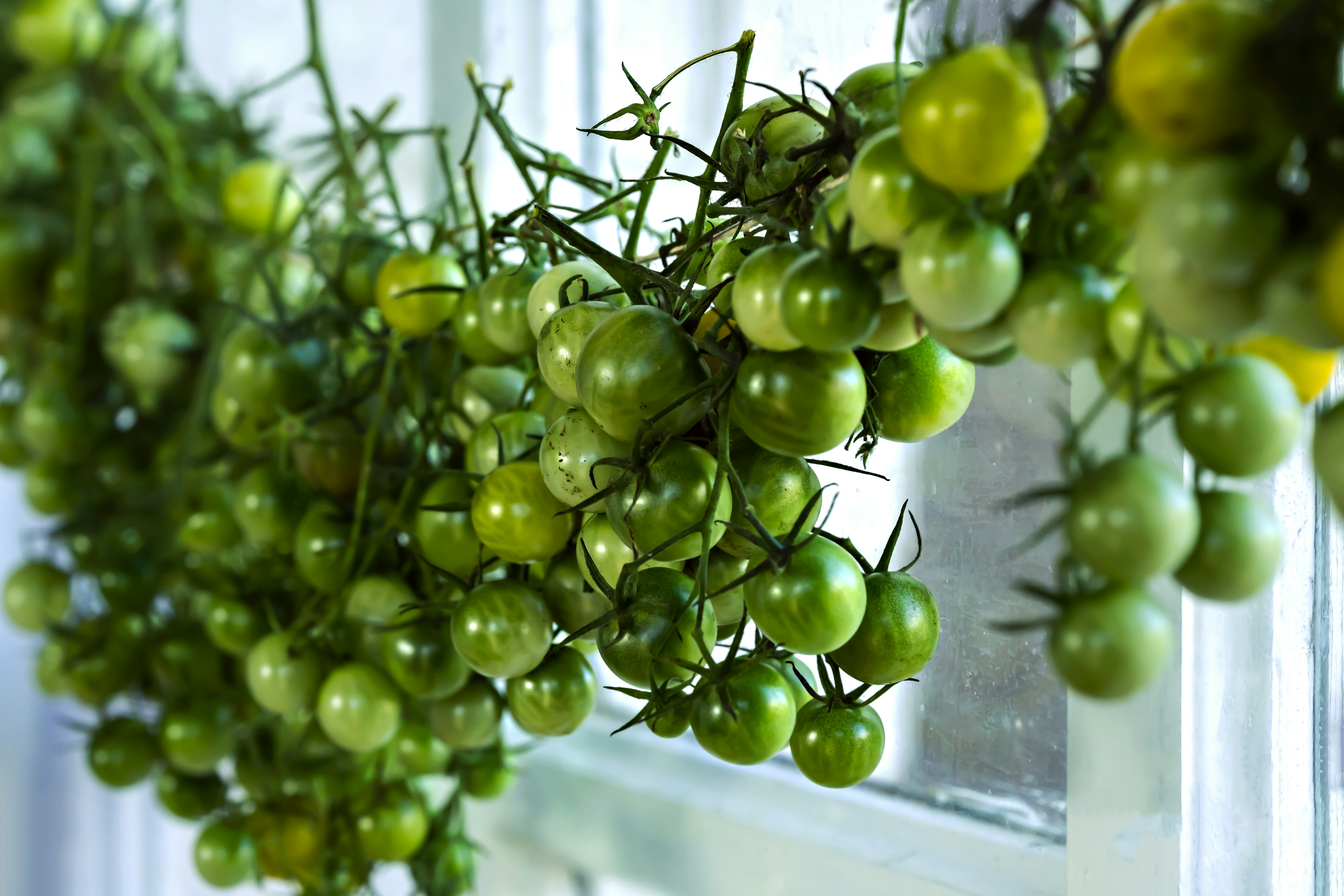Emerald Cherry Cascade Framed by Soft Window Light