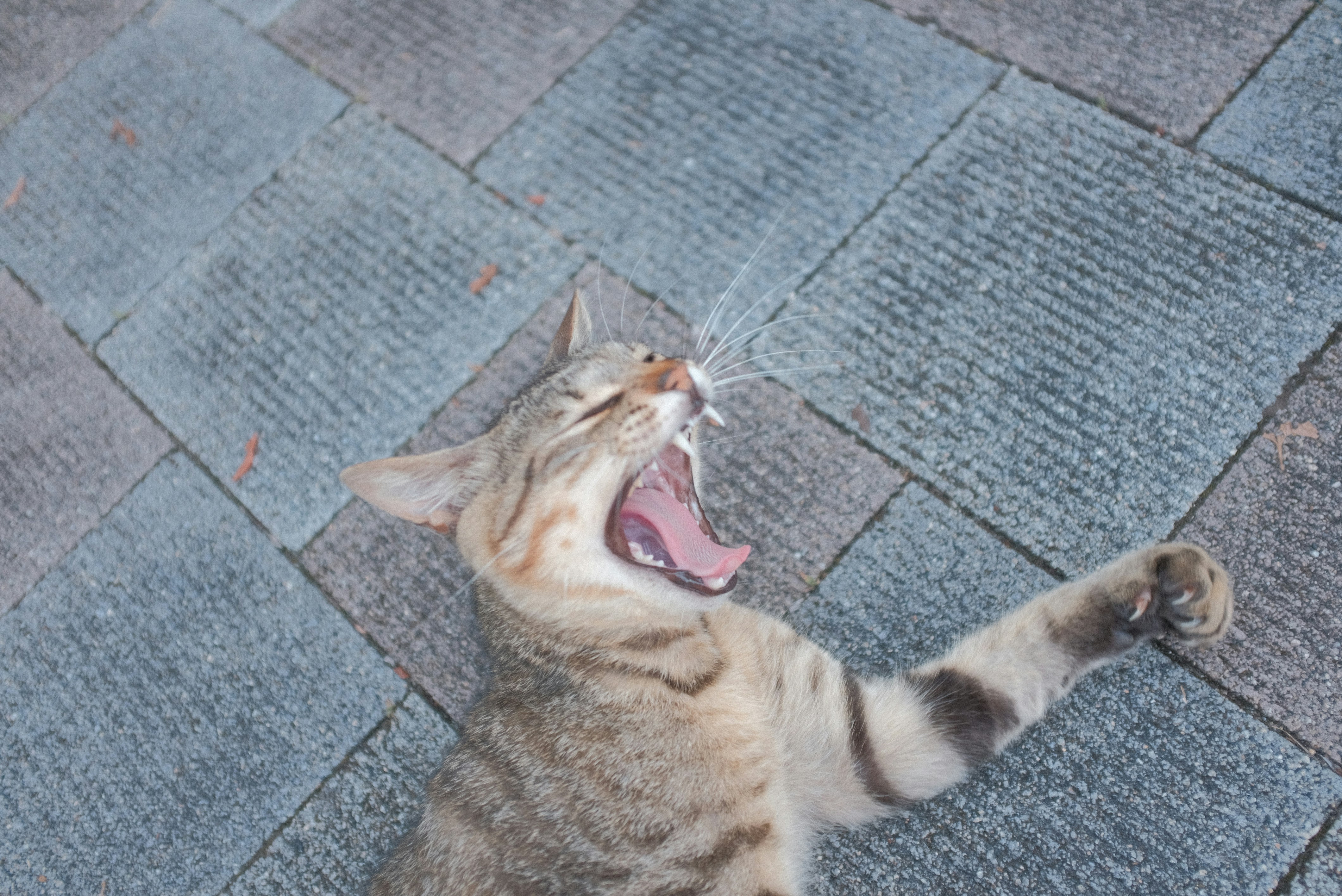Yawning Cat on a Geometric Pavement Stage