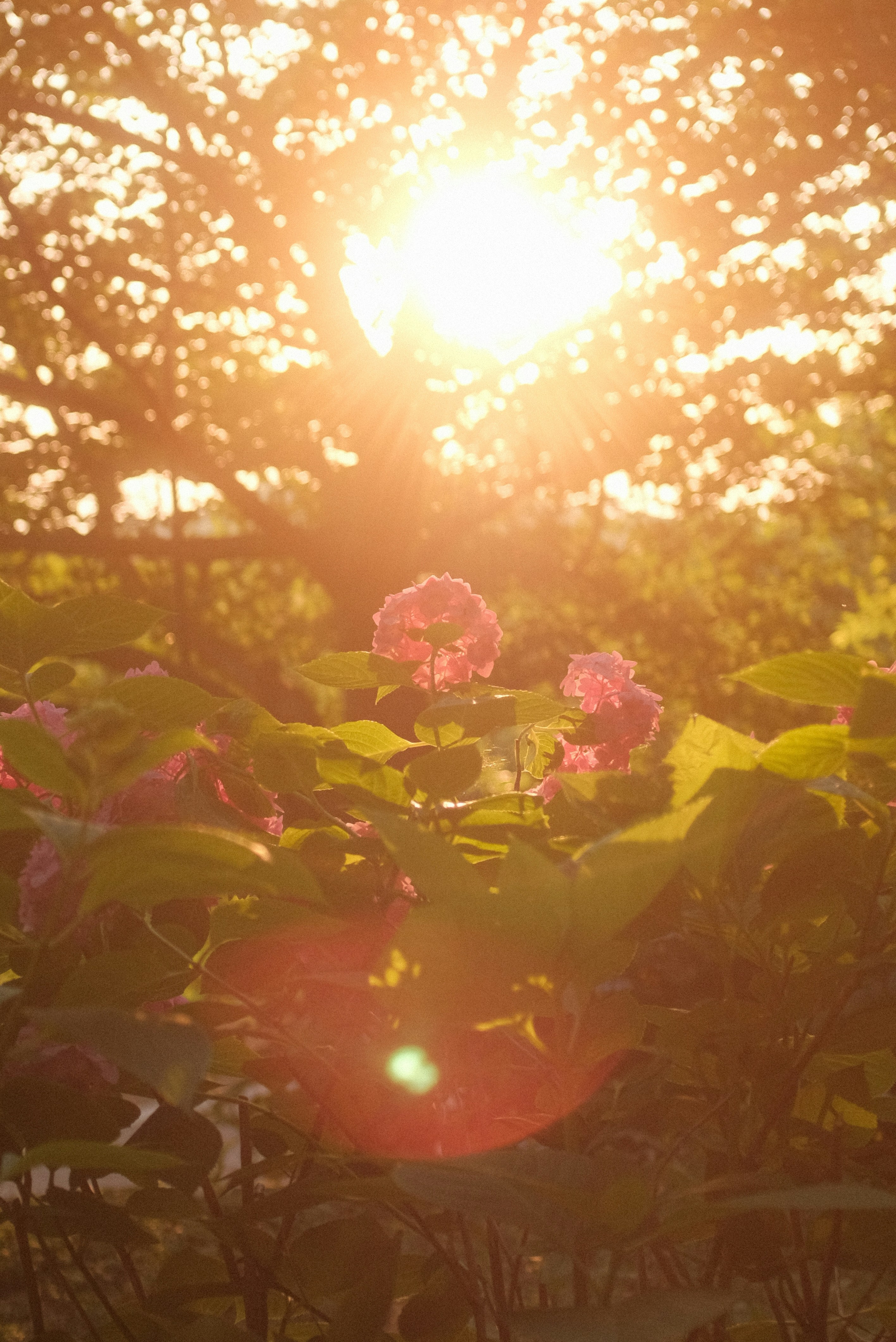 Sunshine Tumblr Photography