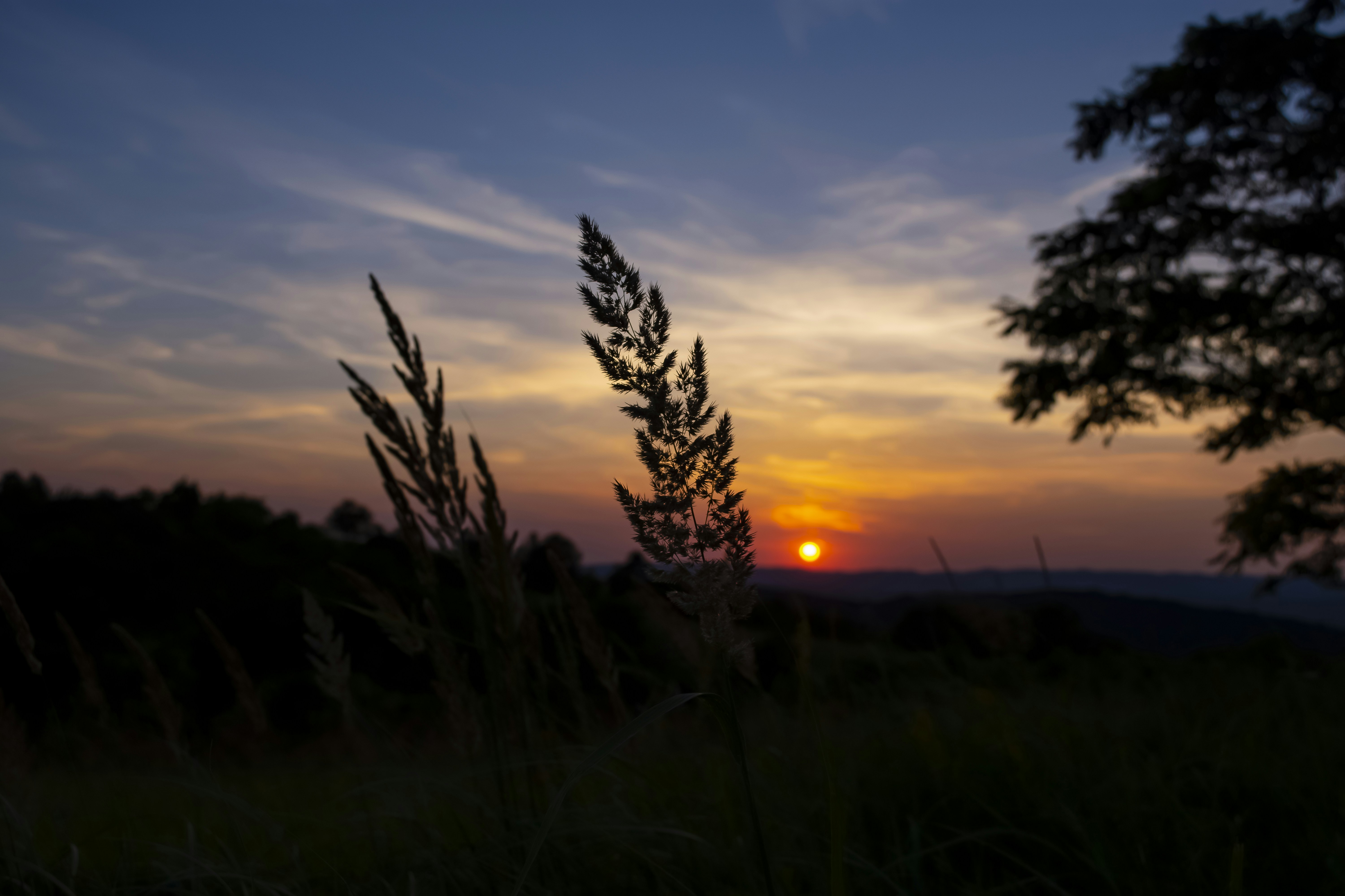 Silhouetted grass sways gently against a vibrant sunset, capturing the tranquil essence of twilight in a serene landscape.
