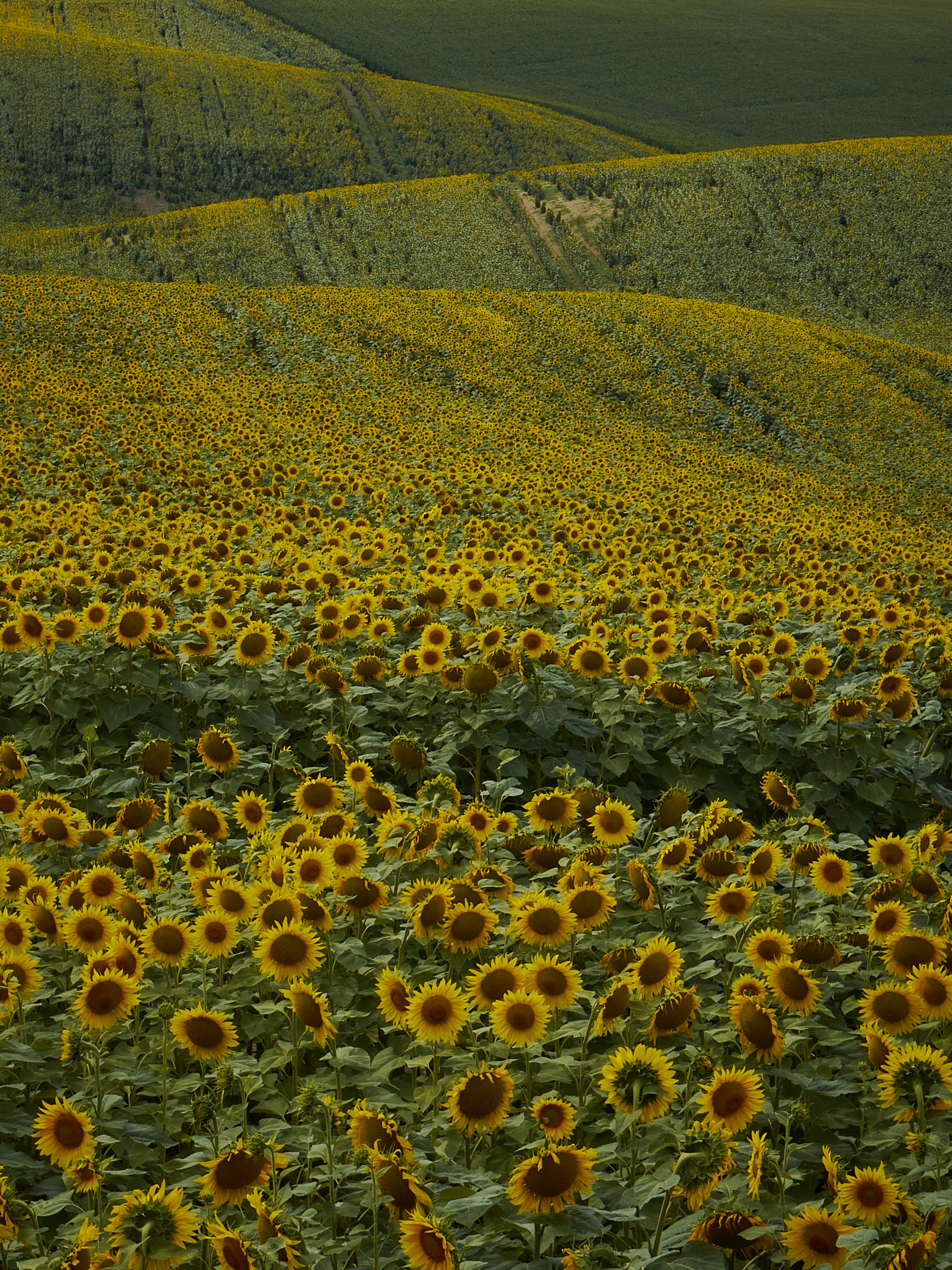 Endless Sunflower Sea Across Rolling Hills