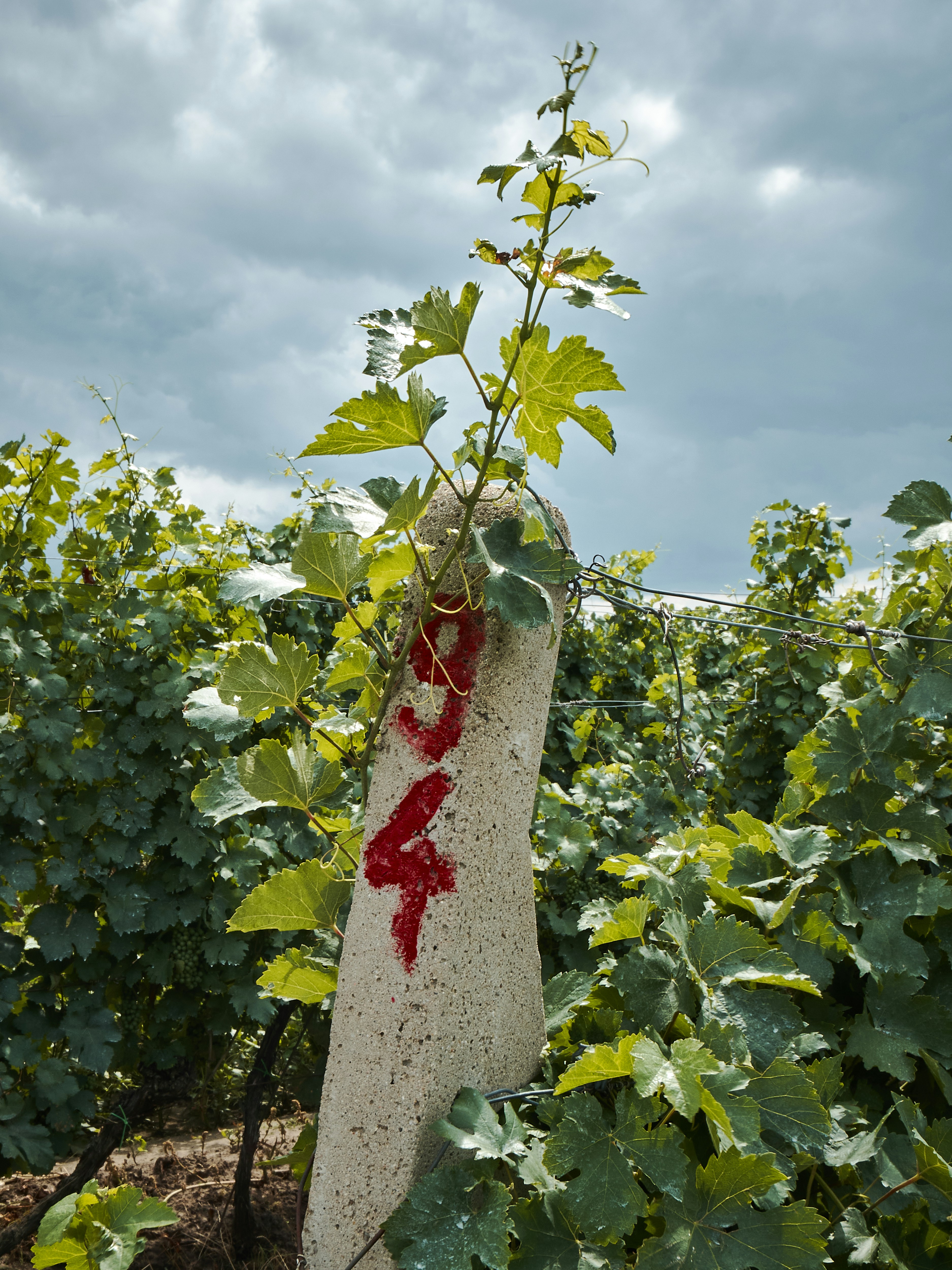 Crimson Mark on a Vineyard Pillar Beneath a Moody Sky