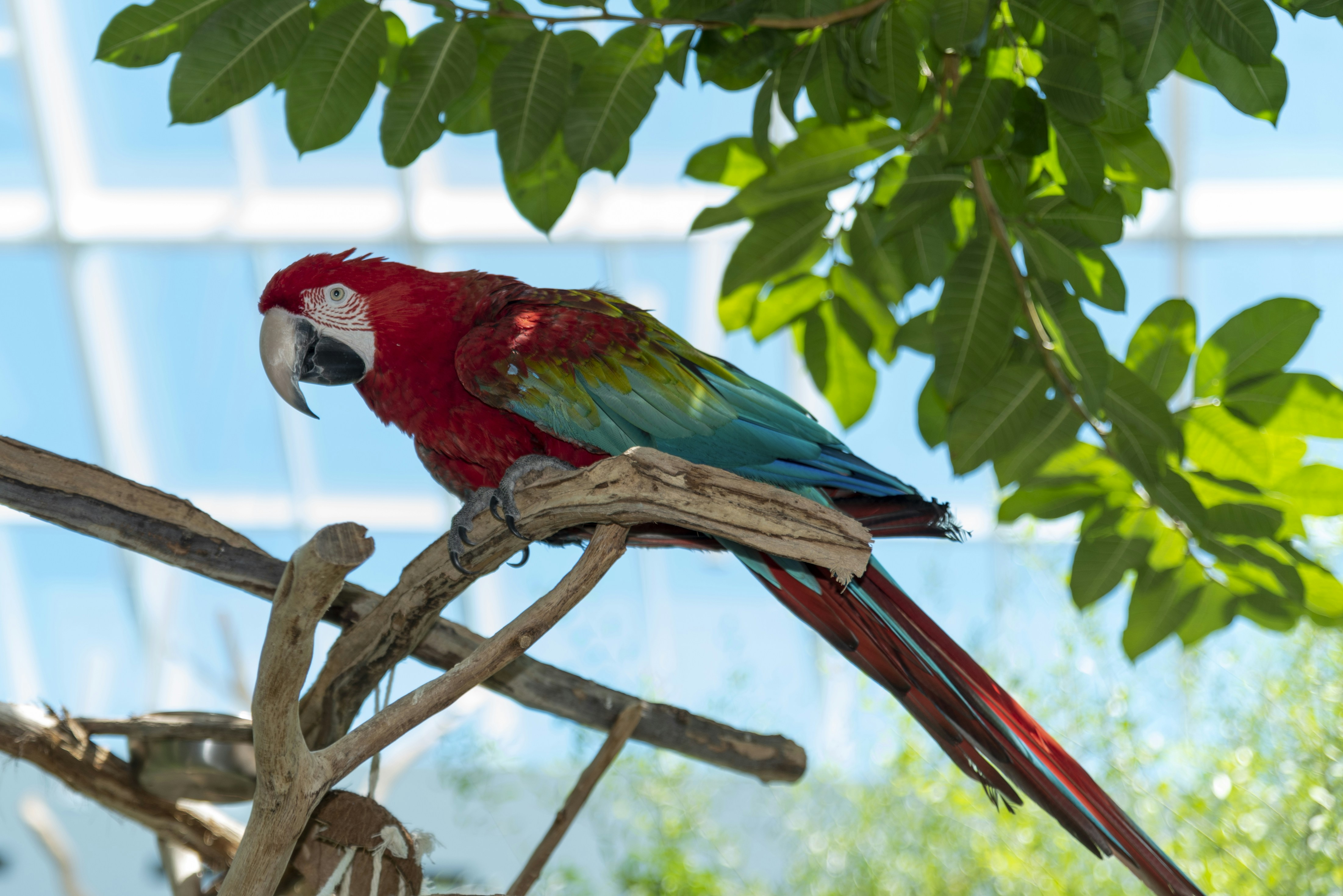 Scarlet macaw perched on a branch, surrounded by lush green foliage and bright blue sky in the background.
