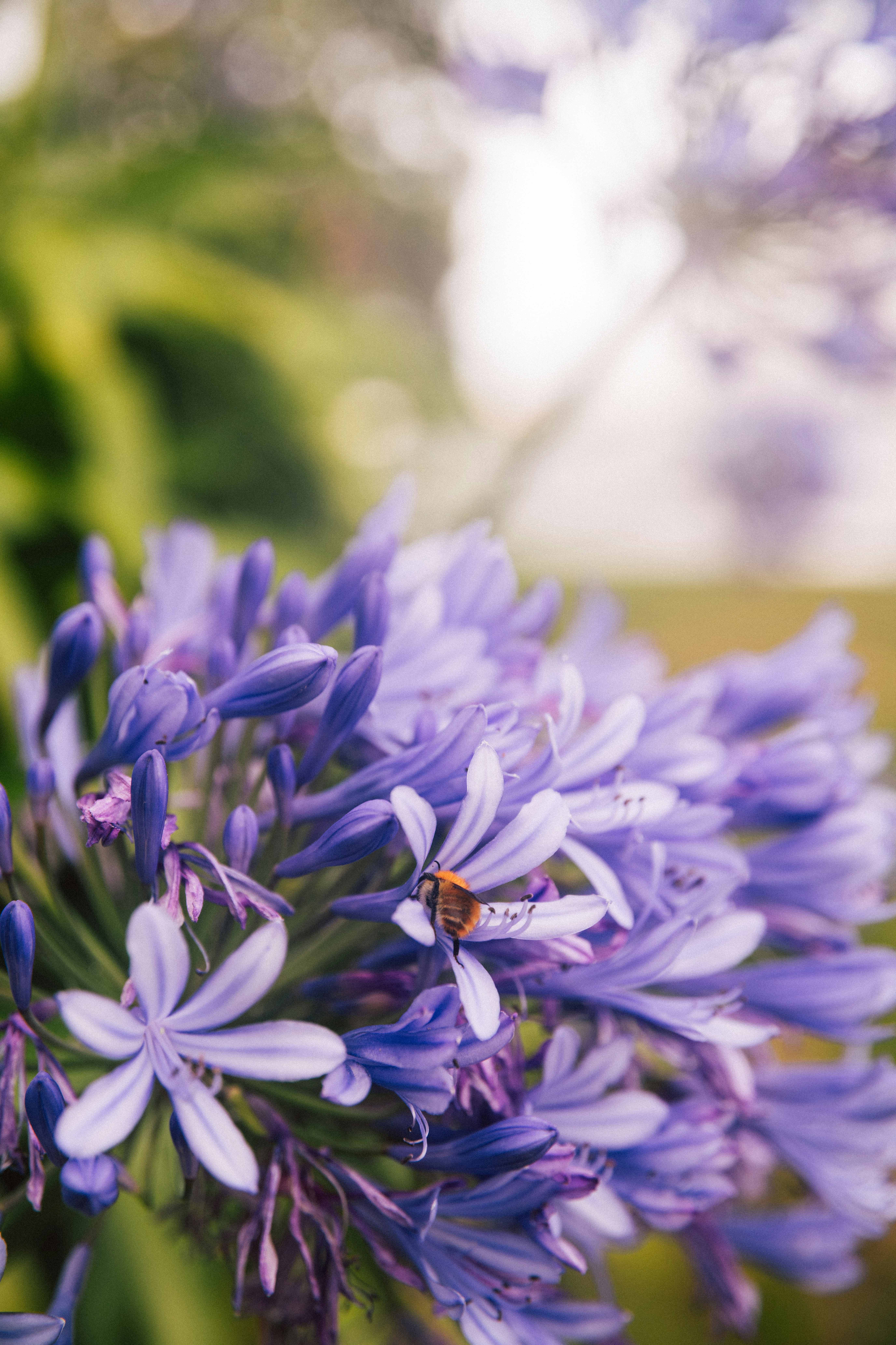 Bee Beneath the Violet Crown of Allium