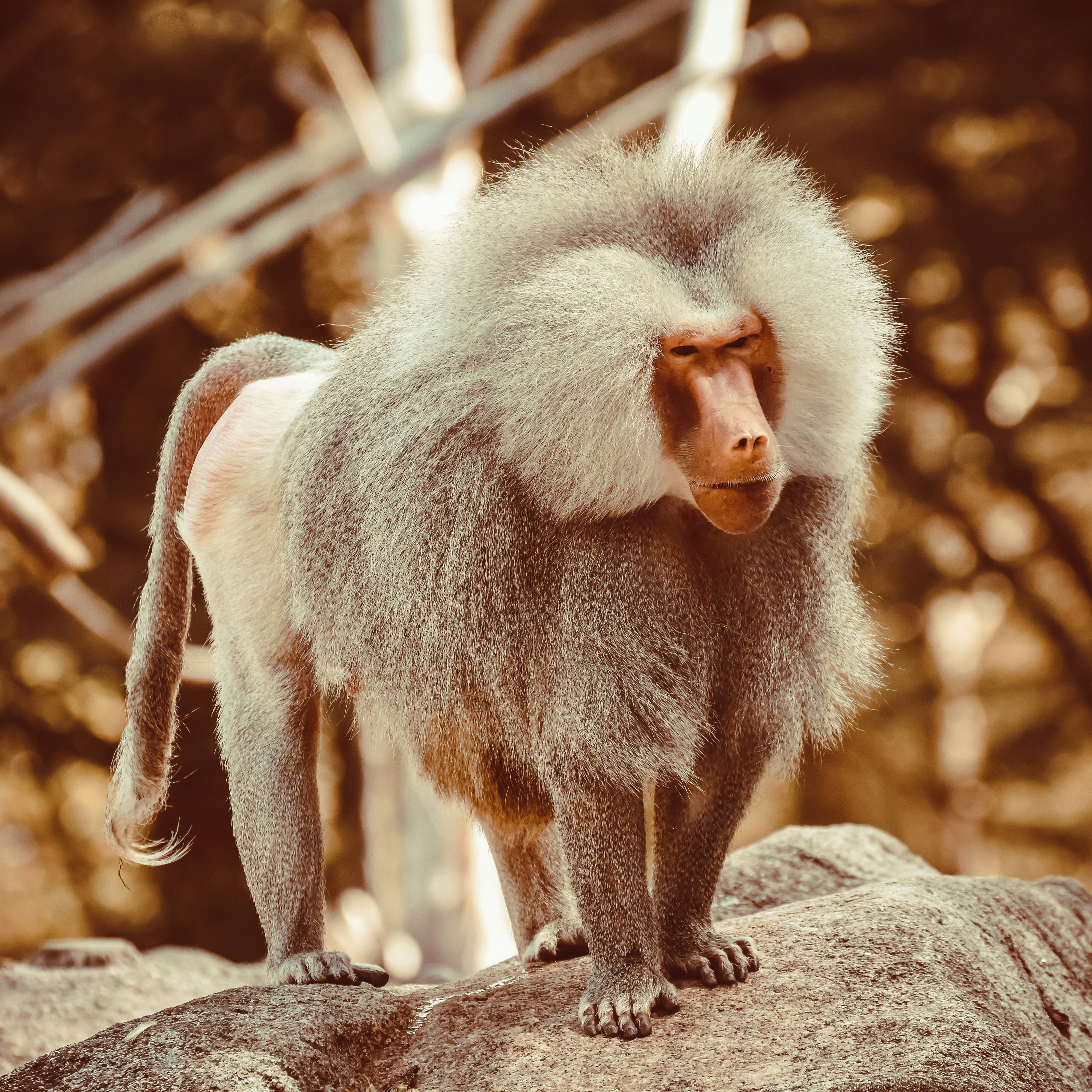 A baboon stands alert on a rock, showcasing its striking features and expressive demeanor amidst a natural setting.