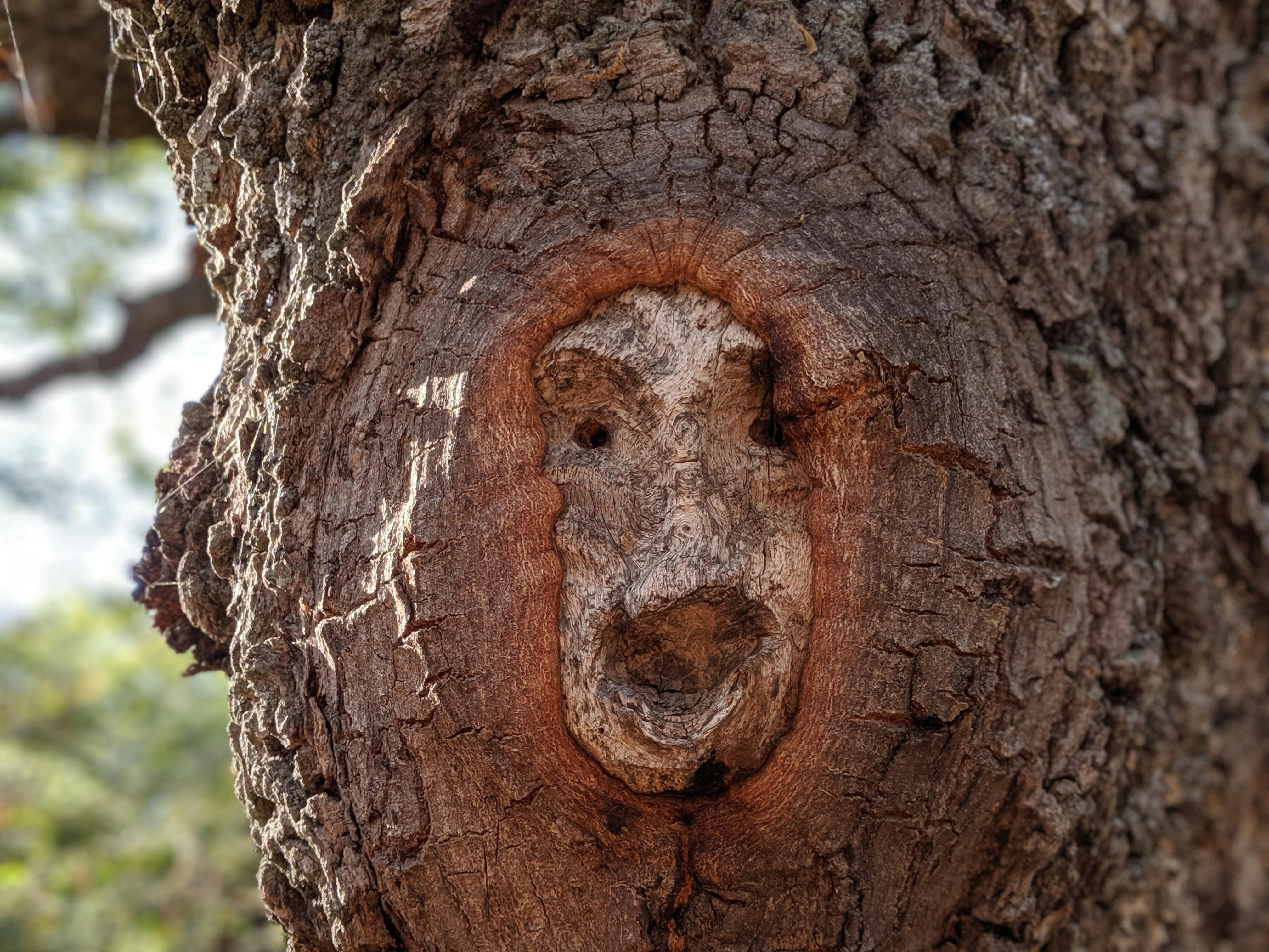 A tree trunk features a natural formation resembling a face, highlighting the unique textures and patterns of the wood. The organic shapes create an intriguing focal point.