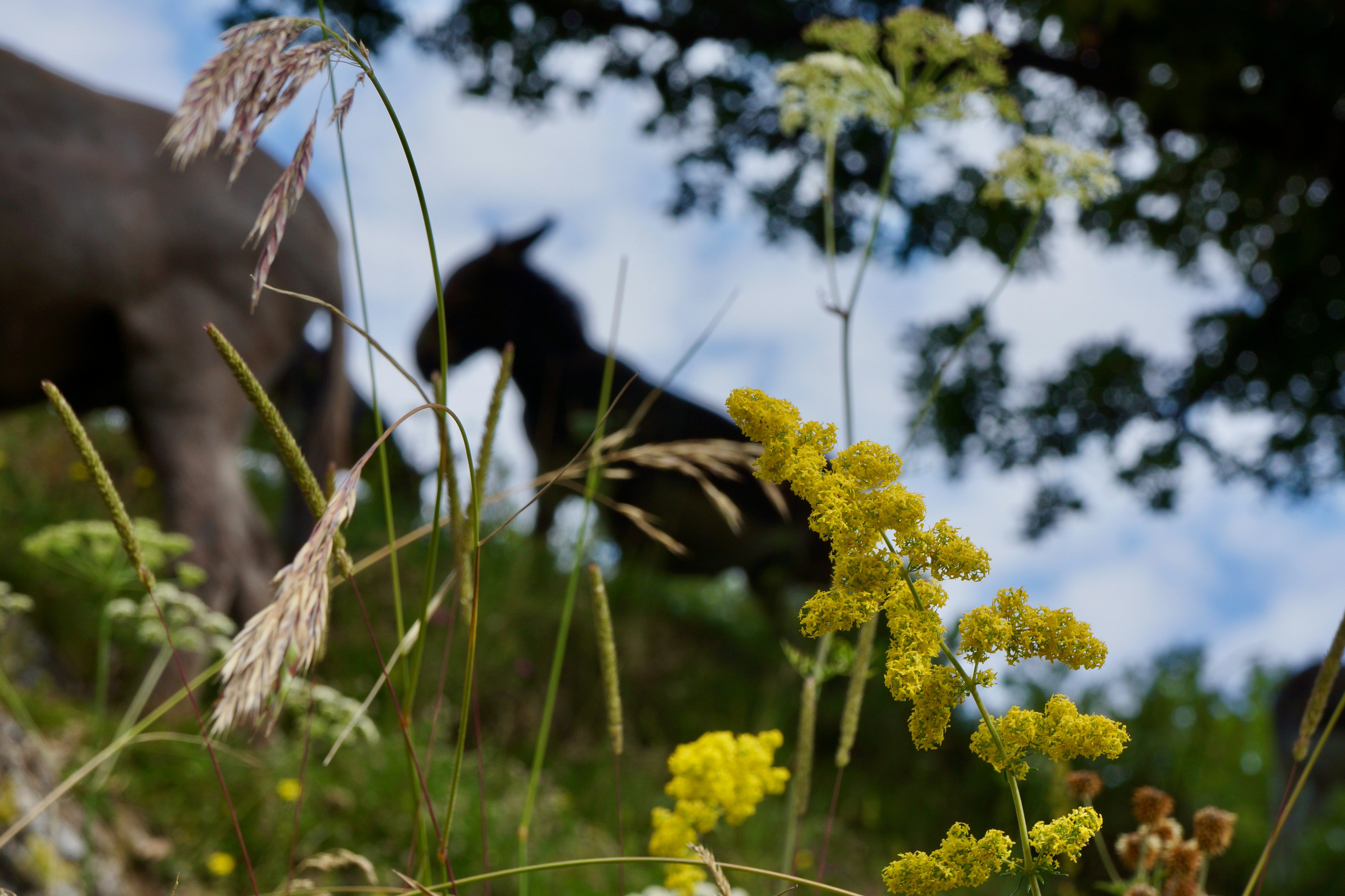 Sunlit Yellow Blooms in the Foreground with a Galloping Silhouette