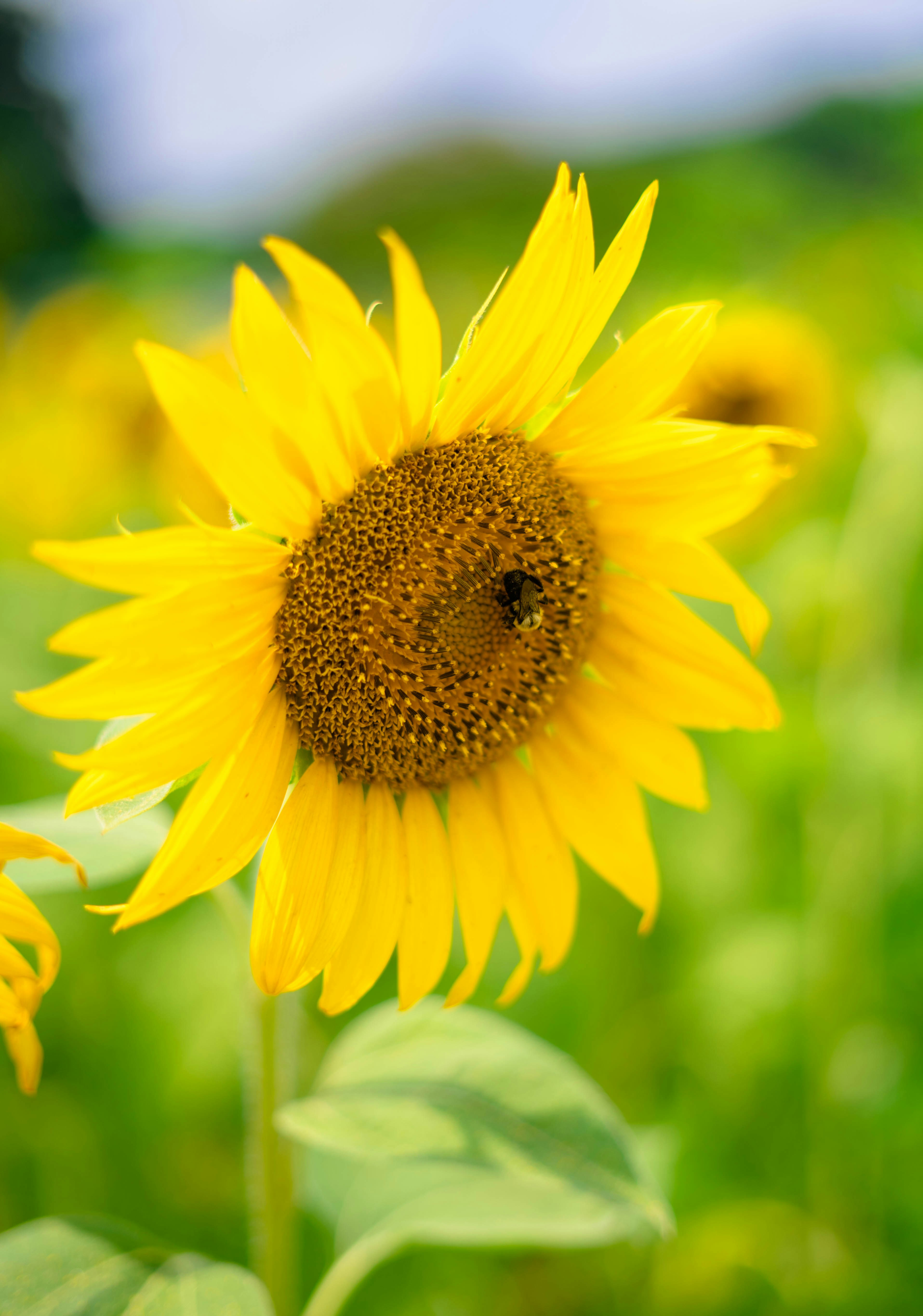 Sunflower in full bloom with a bee gathering pollen under bright sunlight.