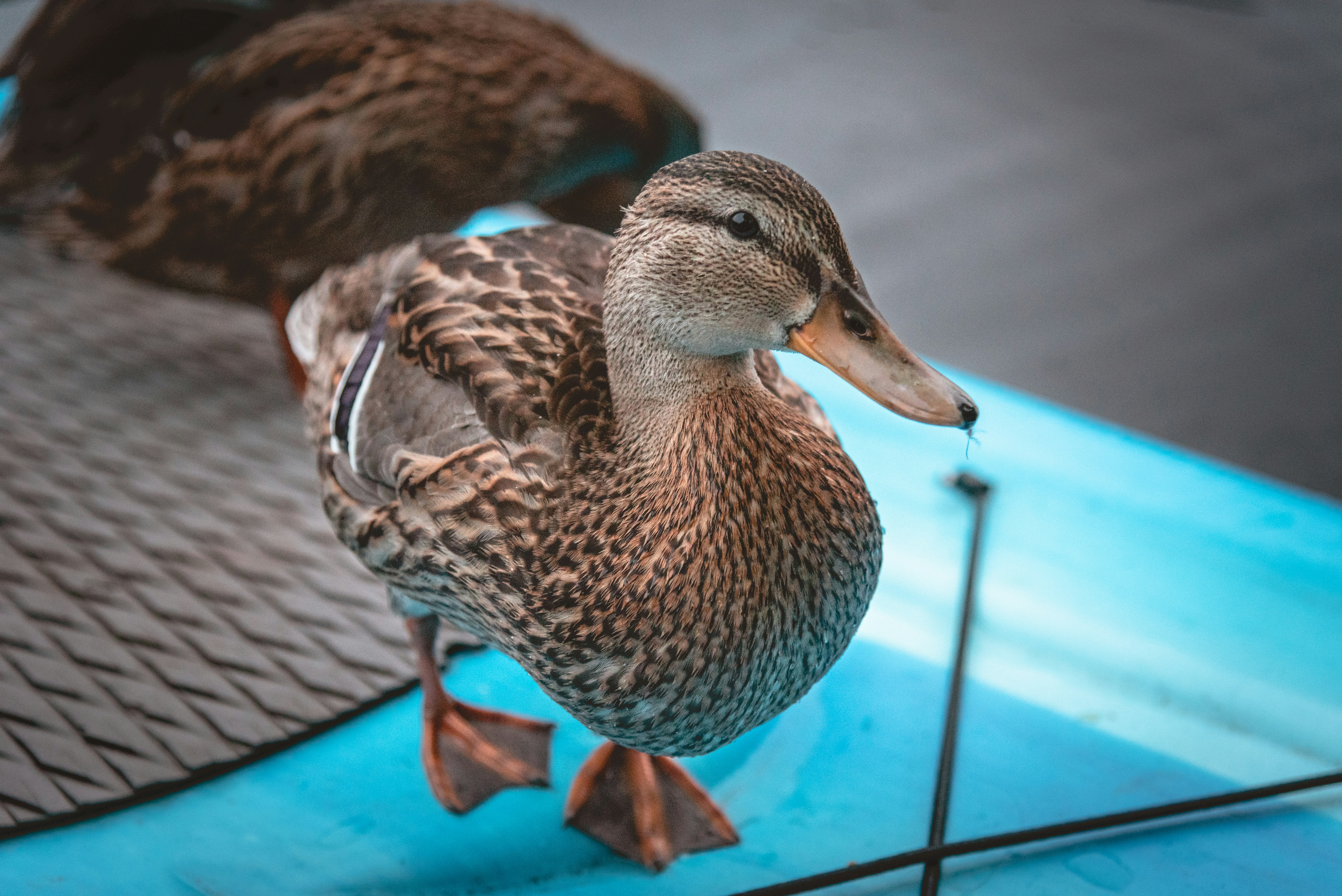 Blue-Edge Busy Duck: a close-up on a waterfowl aboard a bright azure platform