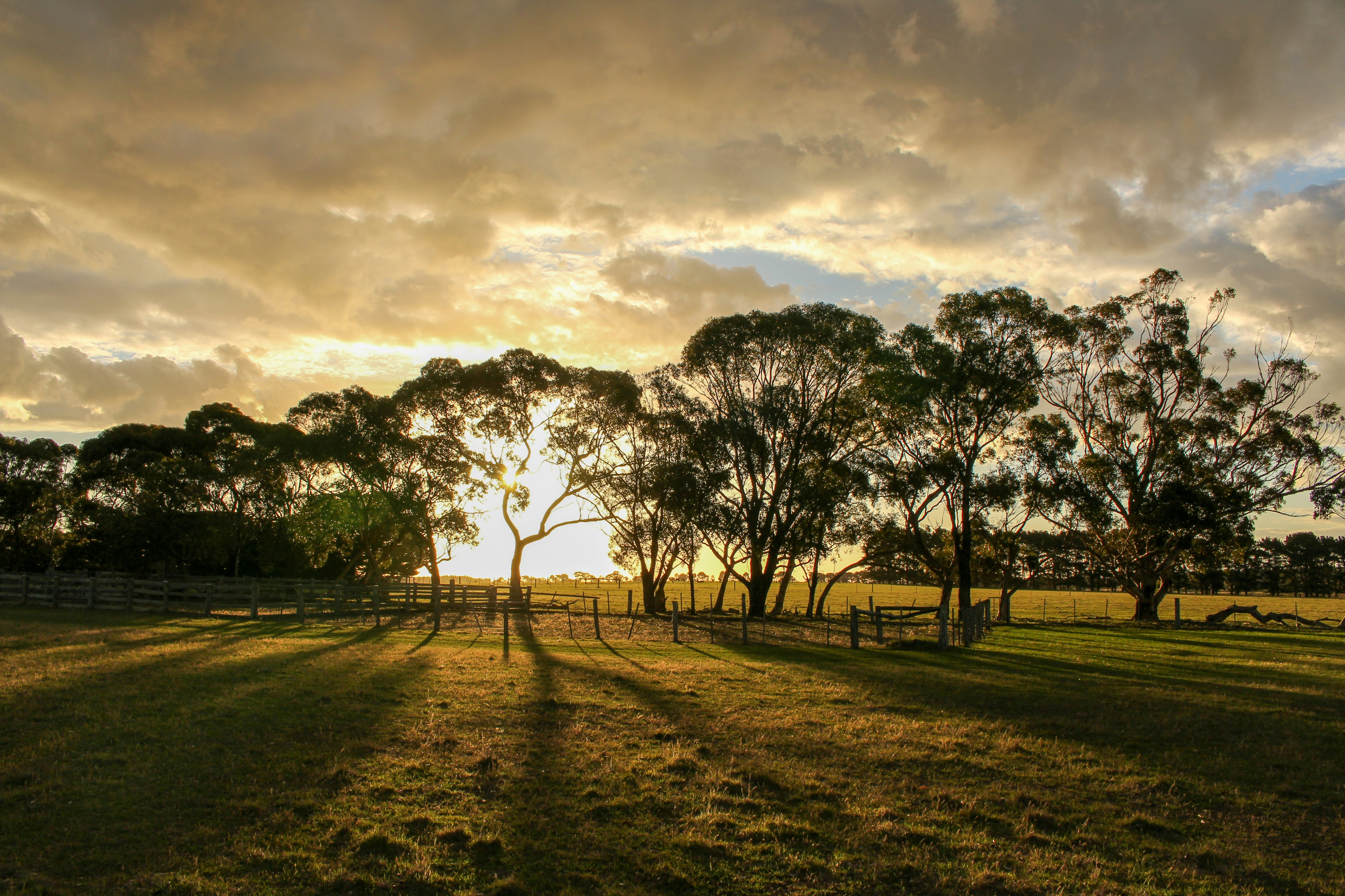 A moody evening in the paddock. | green grass field with trees under gray clouds