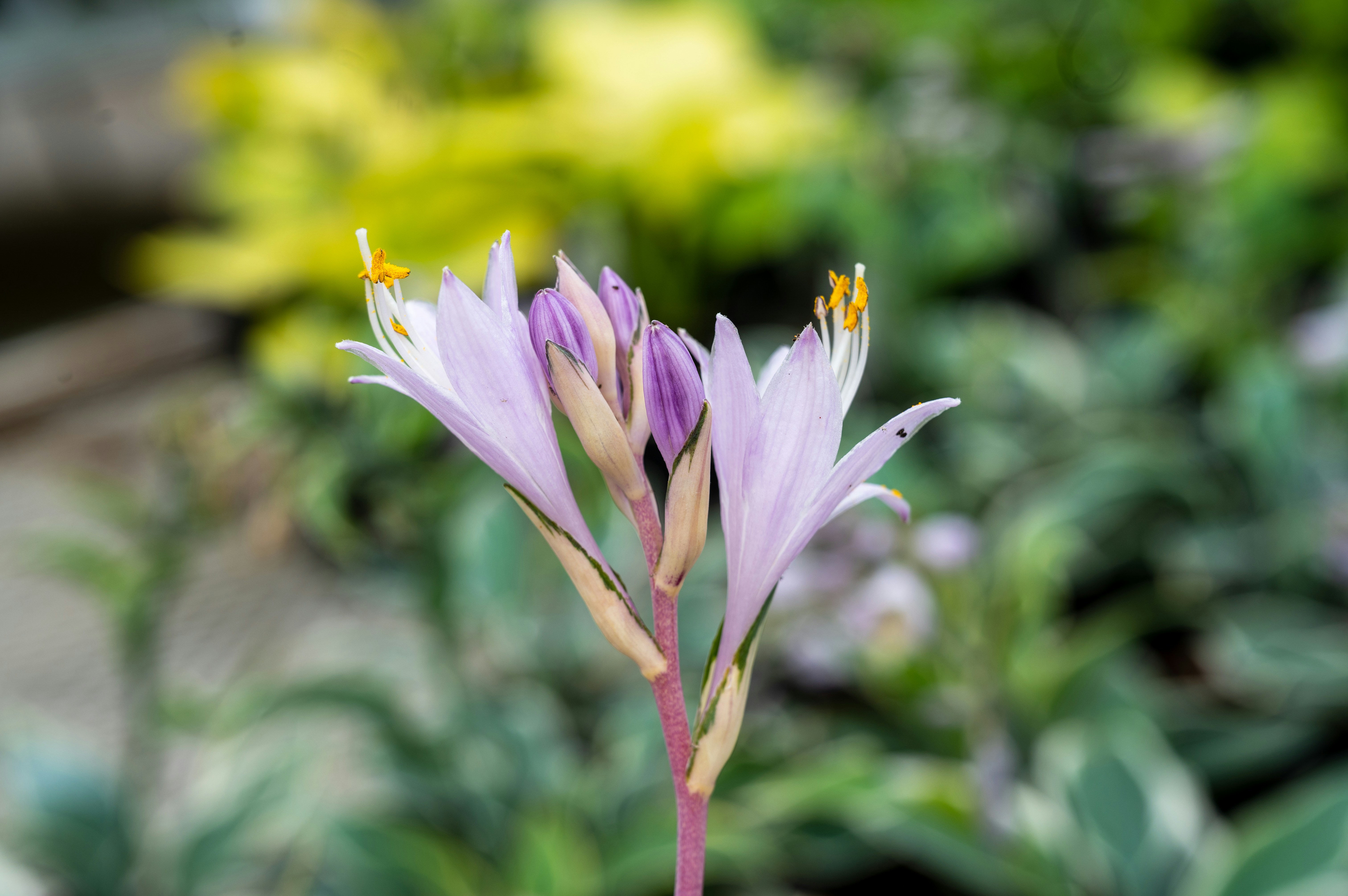 Purple Bloom in the Spotlight: Delicate Petals Meet Soft Garden Blur