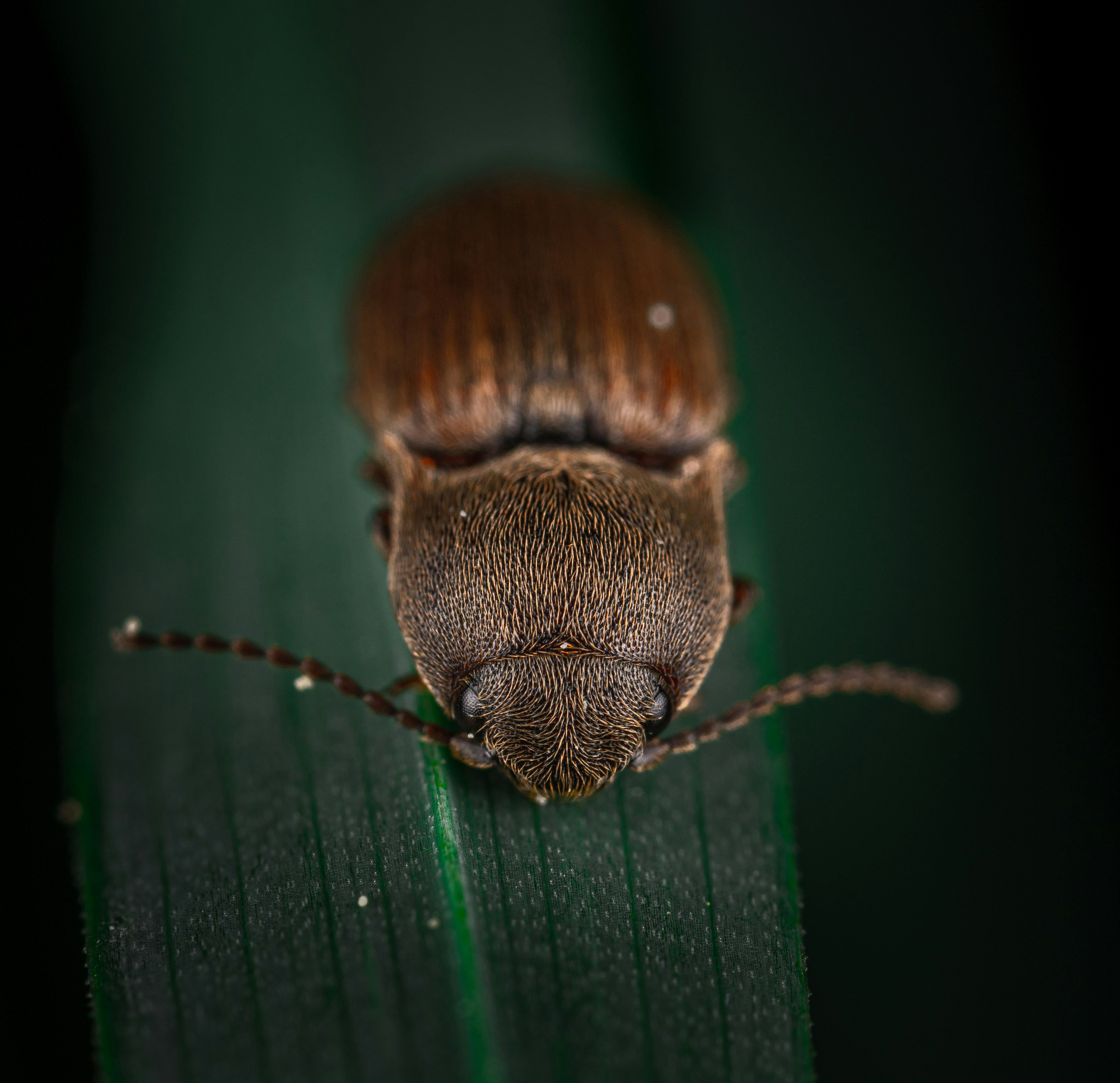 Close-up of a beetle resting on a green leaf, showcasing its textured exoskeleton and delicate antennae.