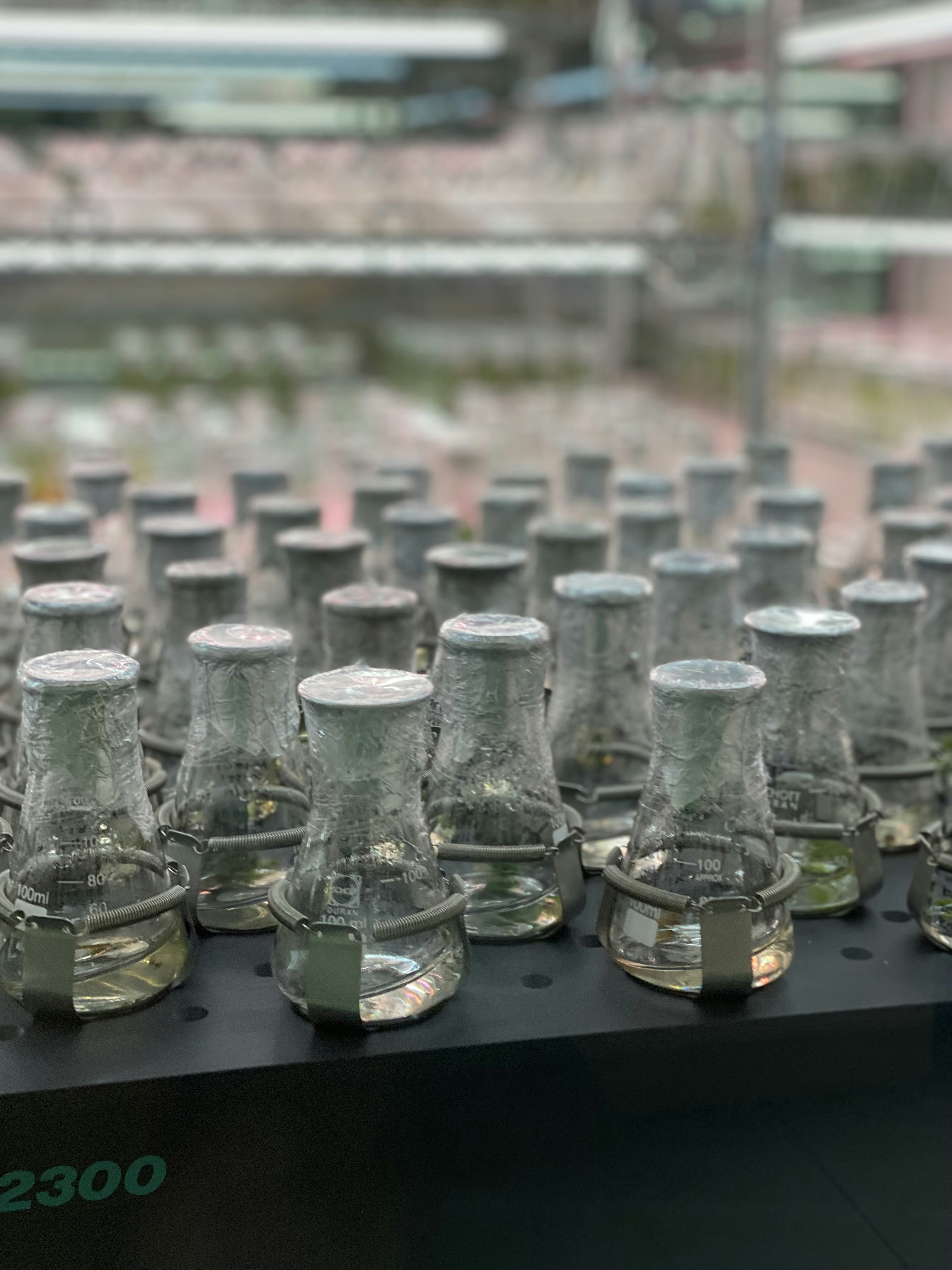 Rows of laboratory flasks filled with liquids, showcasing the intricate arrangement and scientific environment. The glassware reflects the workspace's vibrant atmosphere.
