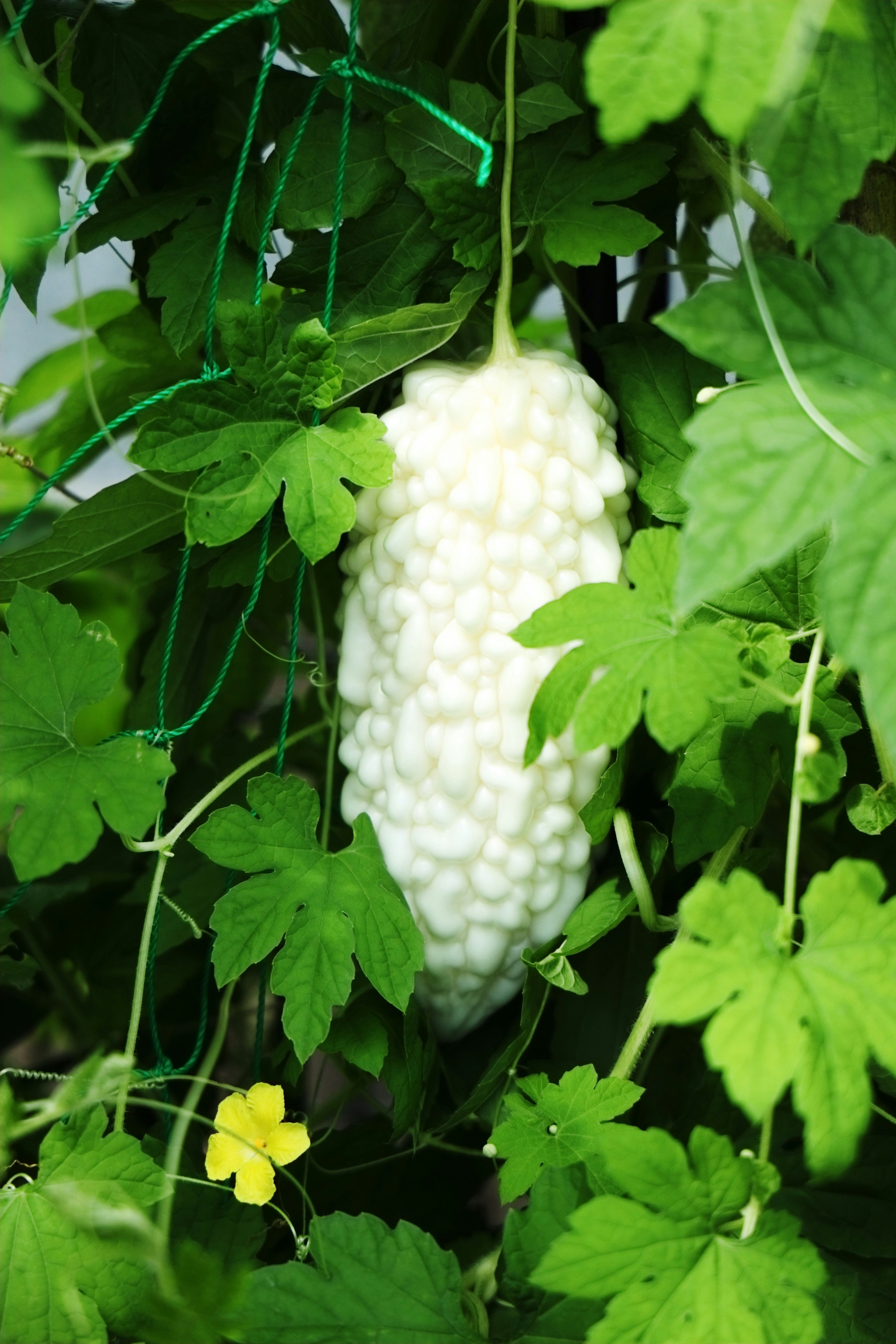 Luminous White Bitter Melon Framed by Verdant Vines