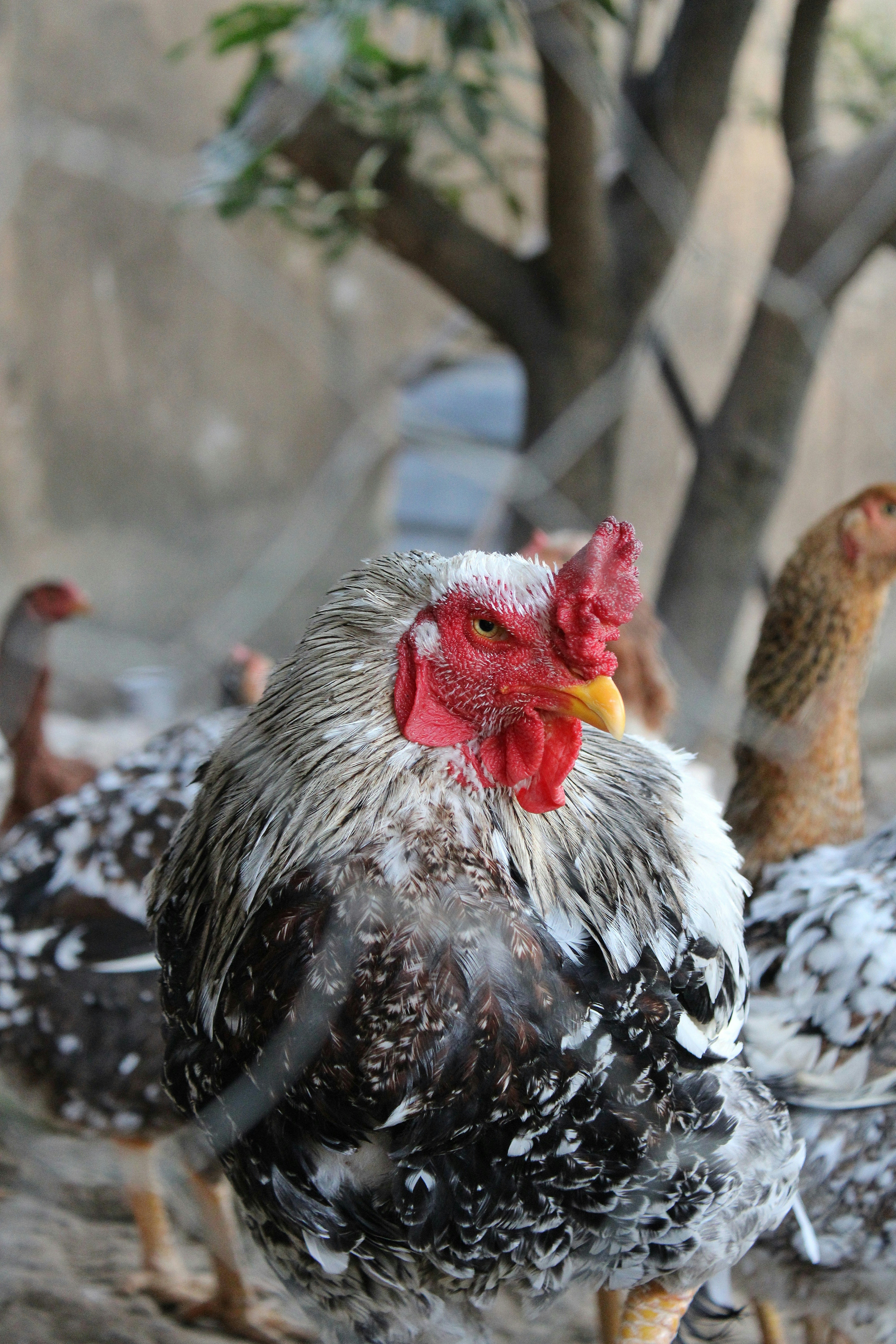 Crimson Crest in Focus: A Close Encounter with a Poultry Parade