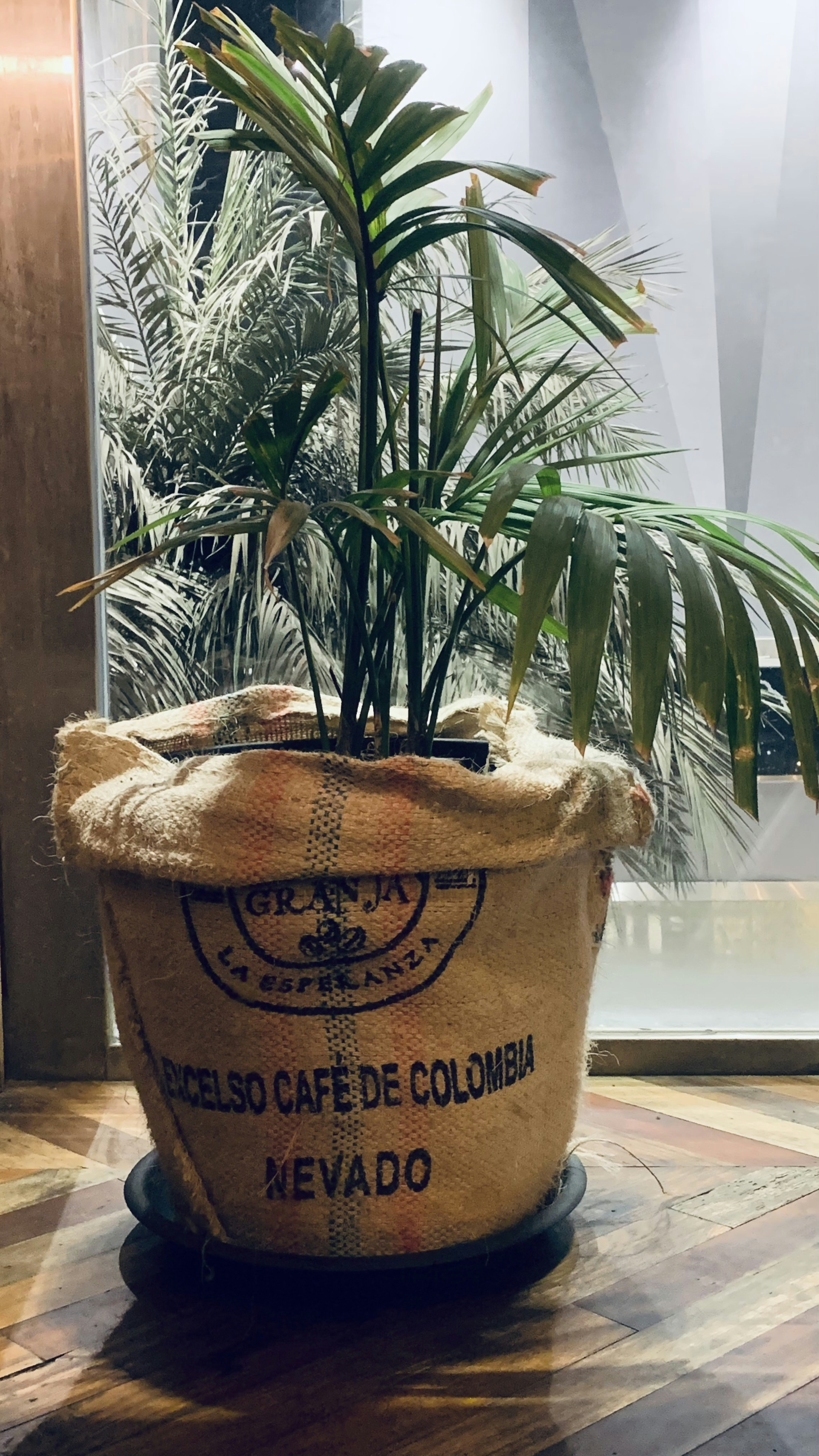 Palm Crown in a Coffee Sack: A Quiet Green Accent in the Café