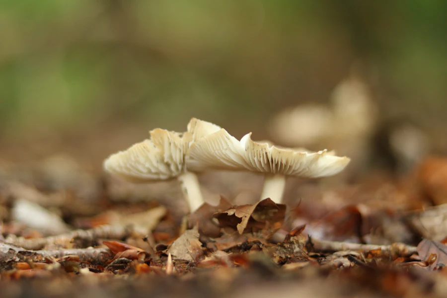 A pair of small pale mushrooms rise from a bed of fallen leaves, with a blurred woodland background. The low angle and shallow depth of field emphasize their delicate gills and stems.