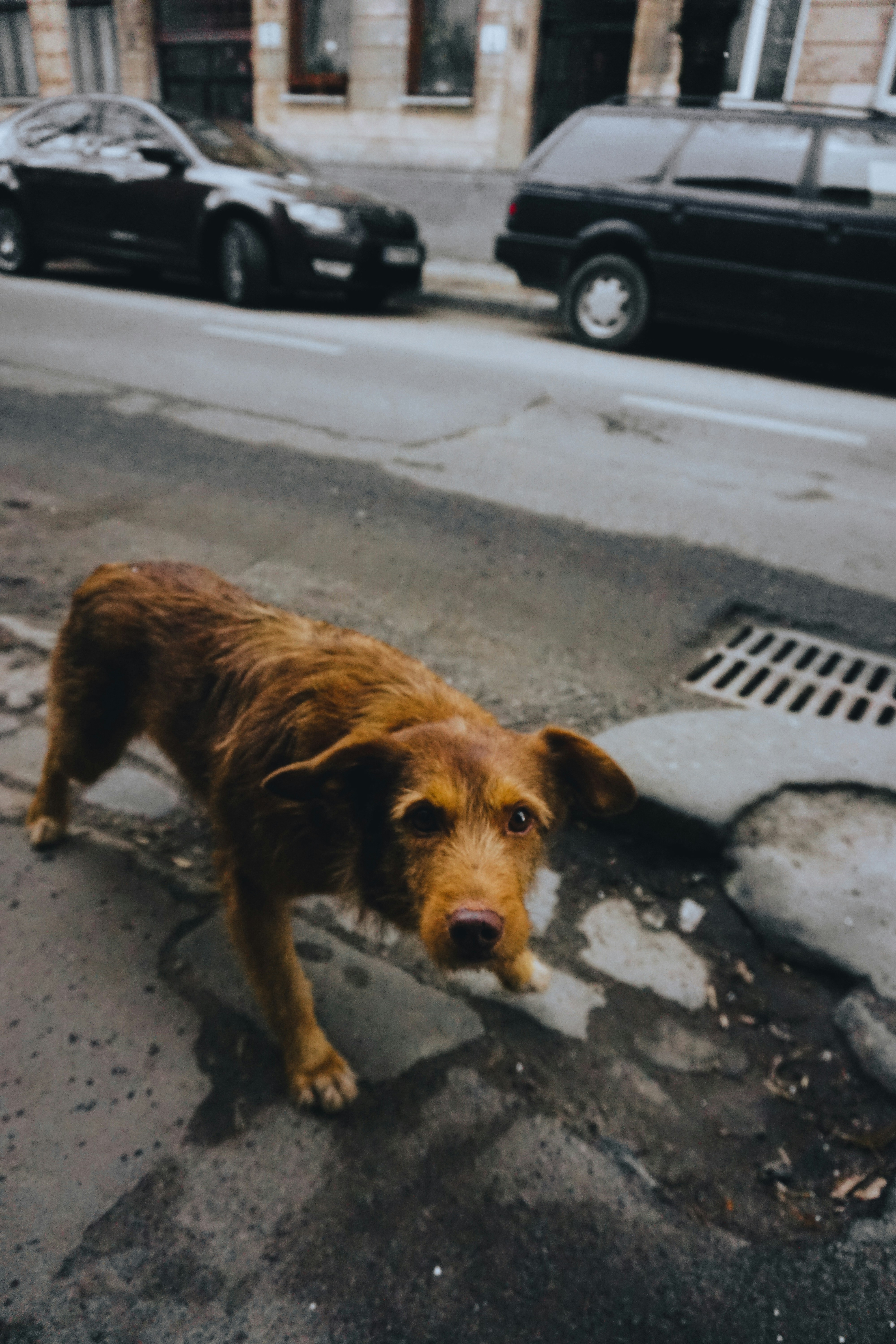 Curious street wanderer: a muddy golden-modeled rescue dog on urban pavement