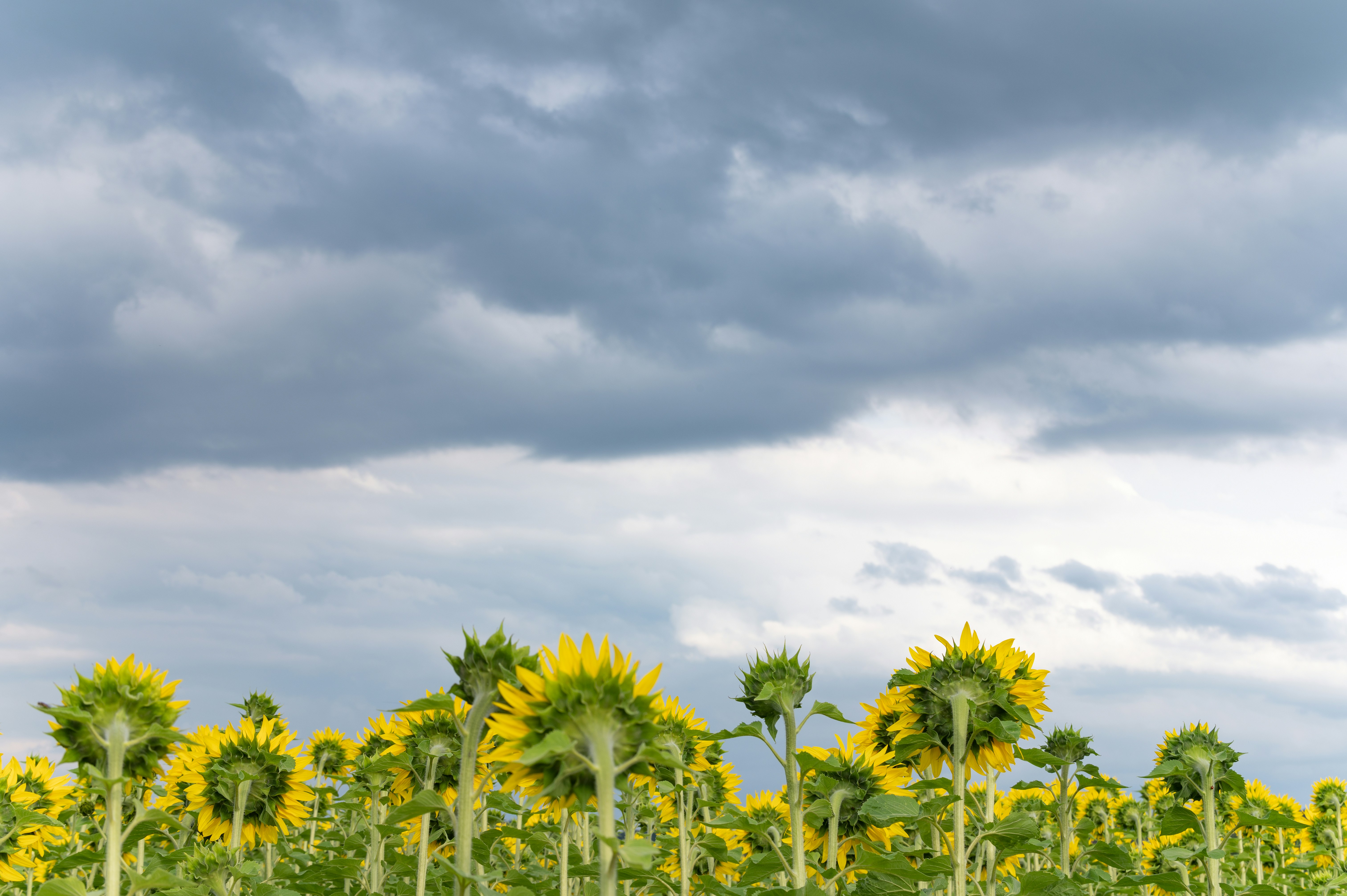 Sunlit Guardians: A Field of Golden Heads Under A Stormy Sky