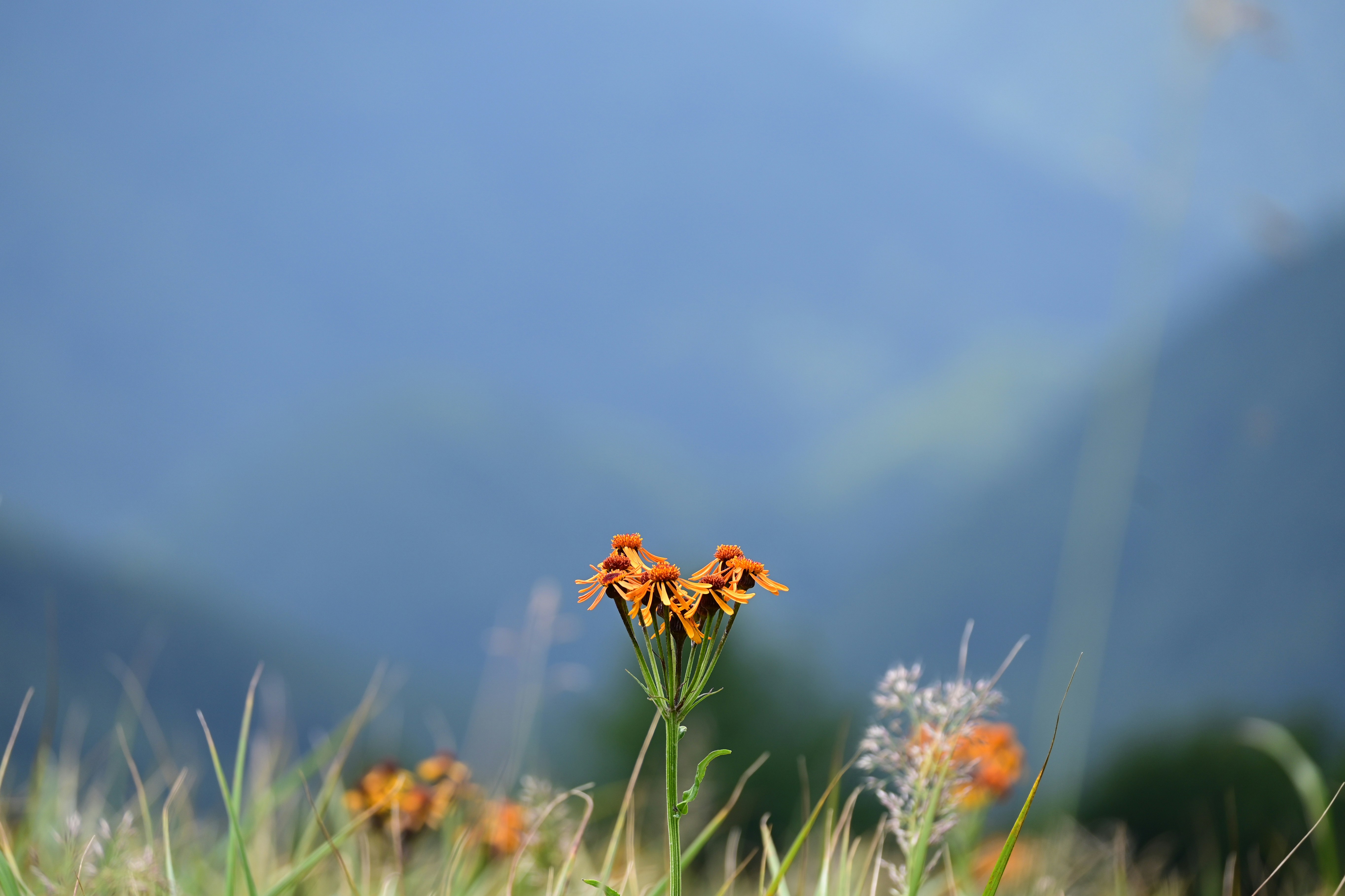 Vibrant orange flowers stand tall in a grassy field, set against a blurred mountainous landscape. The scene captures the tranquility of nature.