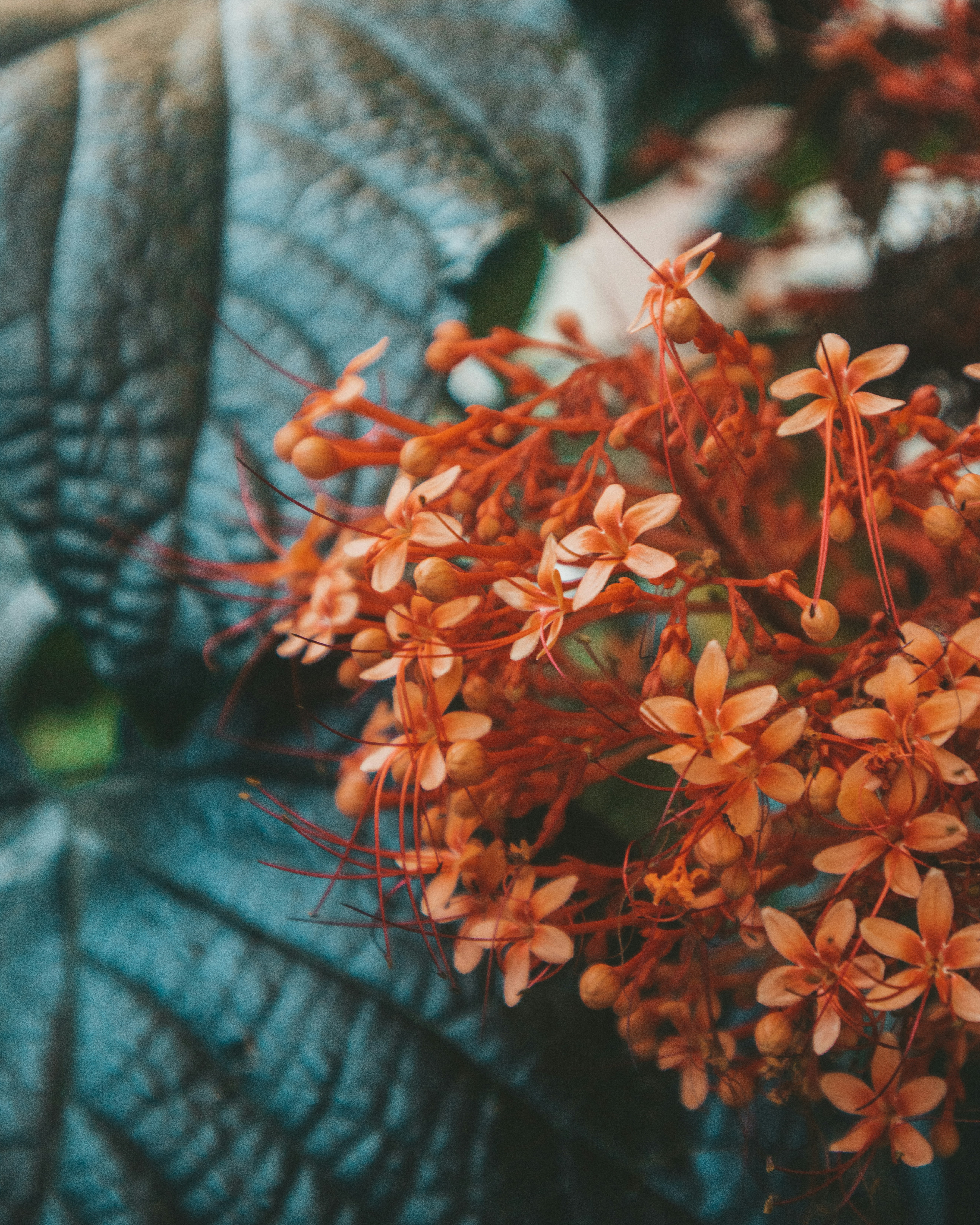 Copper-orange blooms amid teal-veined leaves