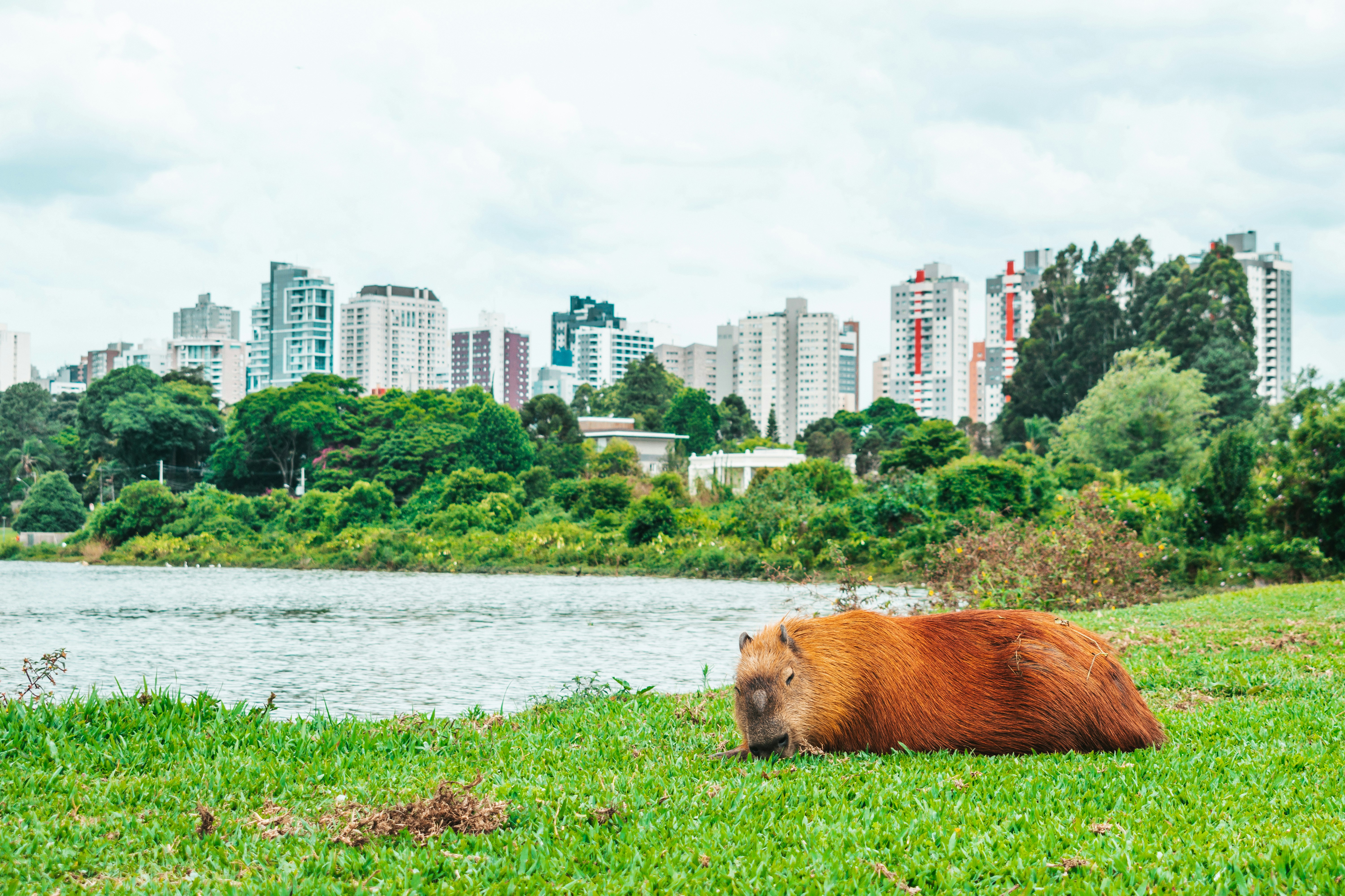 brown bear on green grass field during daytime