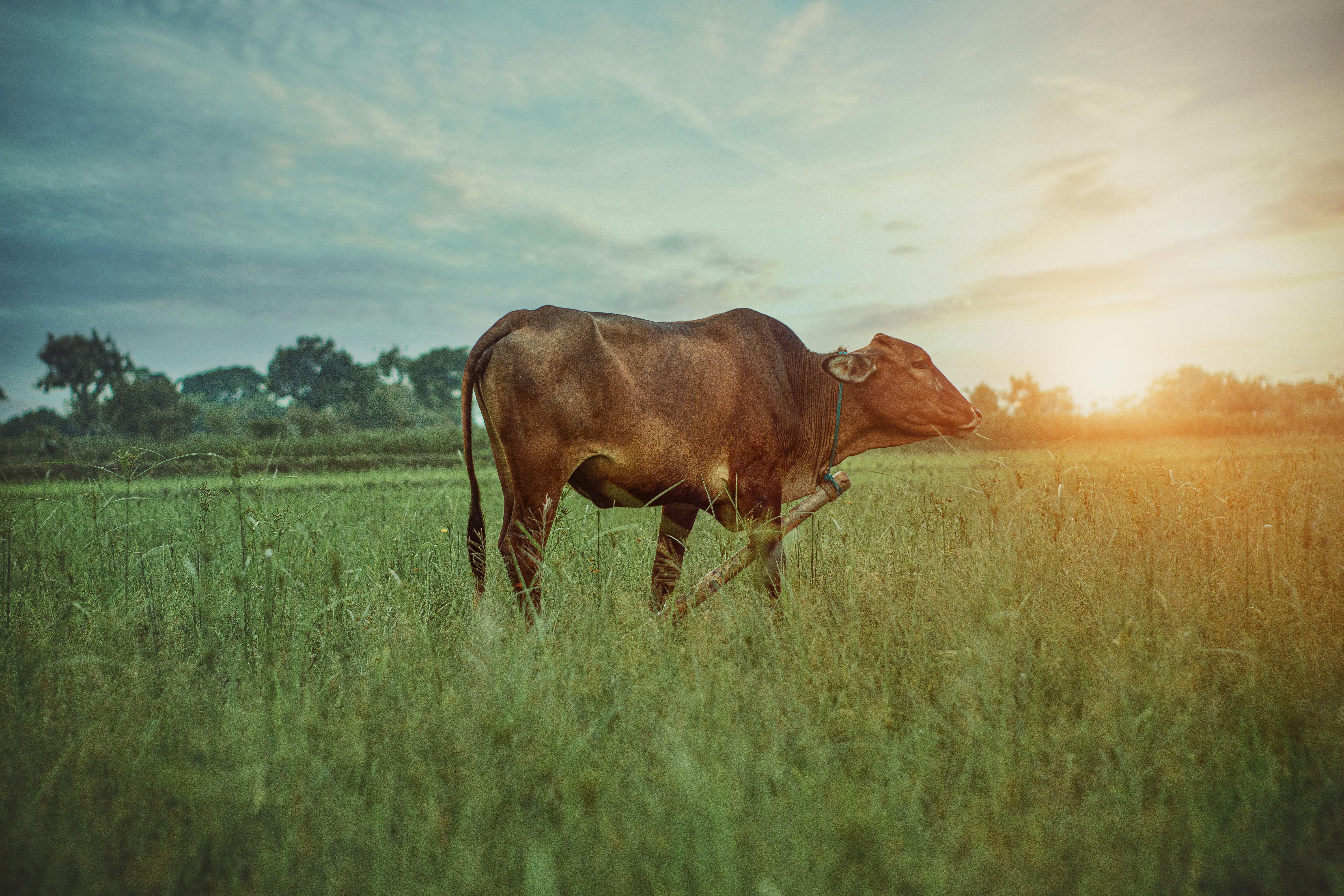 Brown cow on green grass field during daytime photo – Free Bangladesh ...
