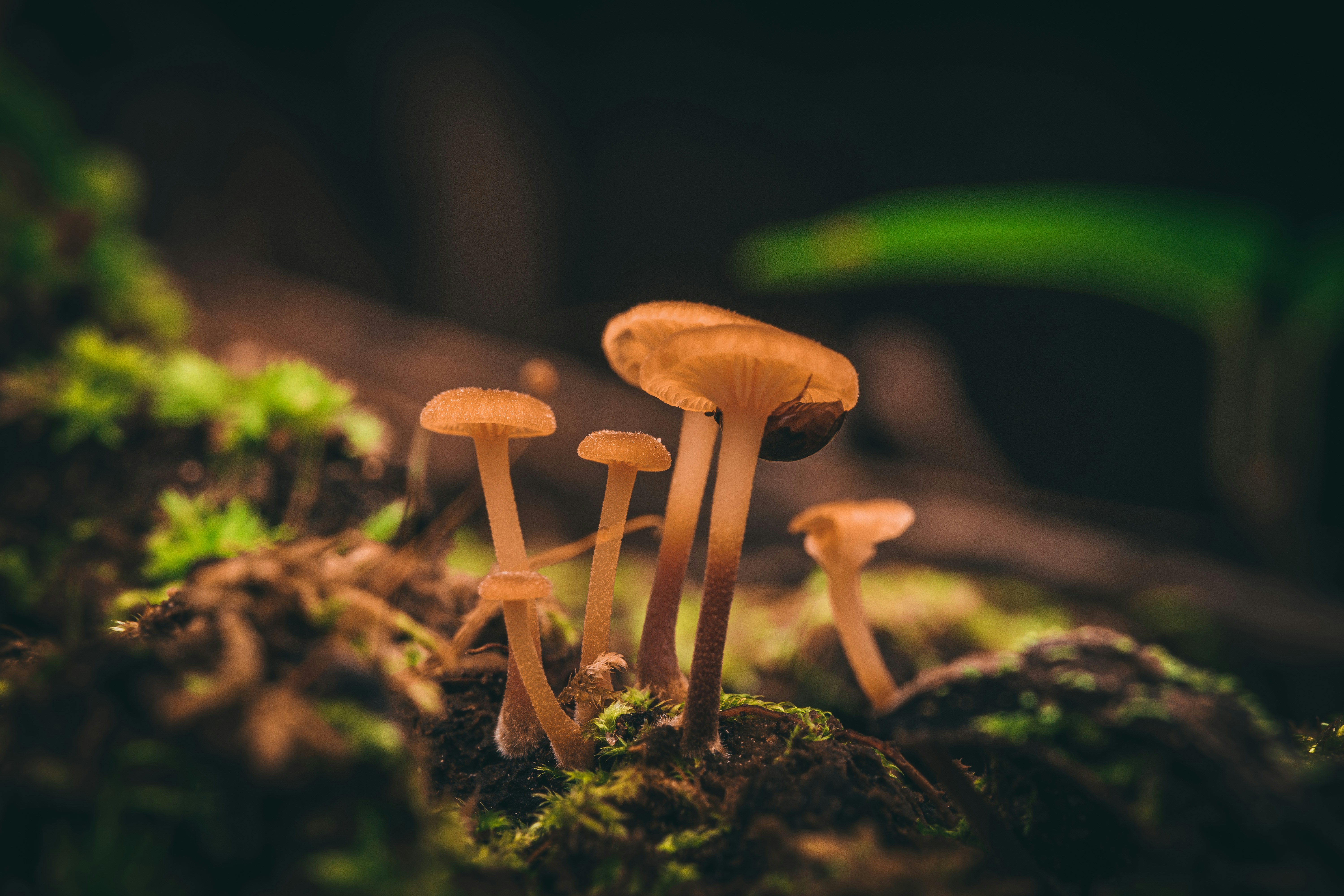 Delicate mushrooms emerge from a bed of moss, showcasing their intricate forms and earthy tones in a serene woodland setting.