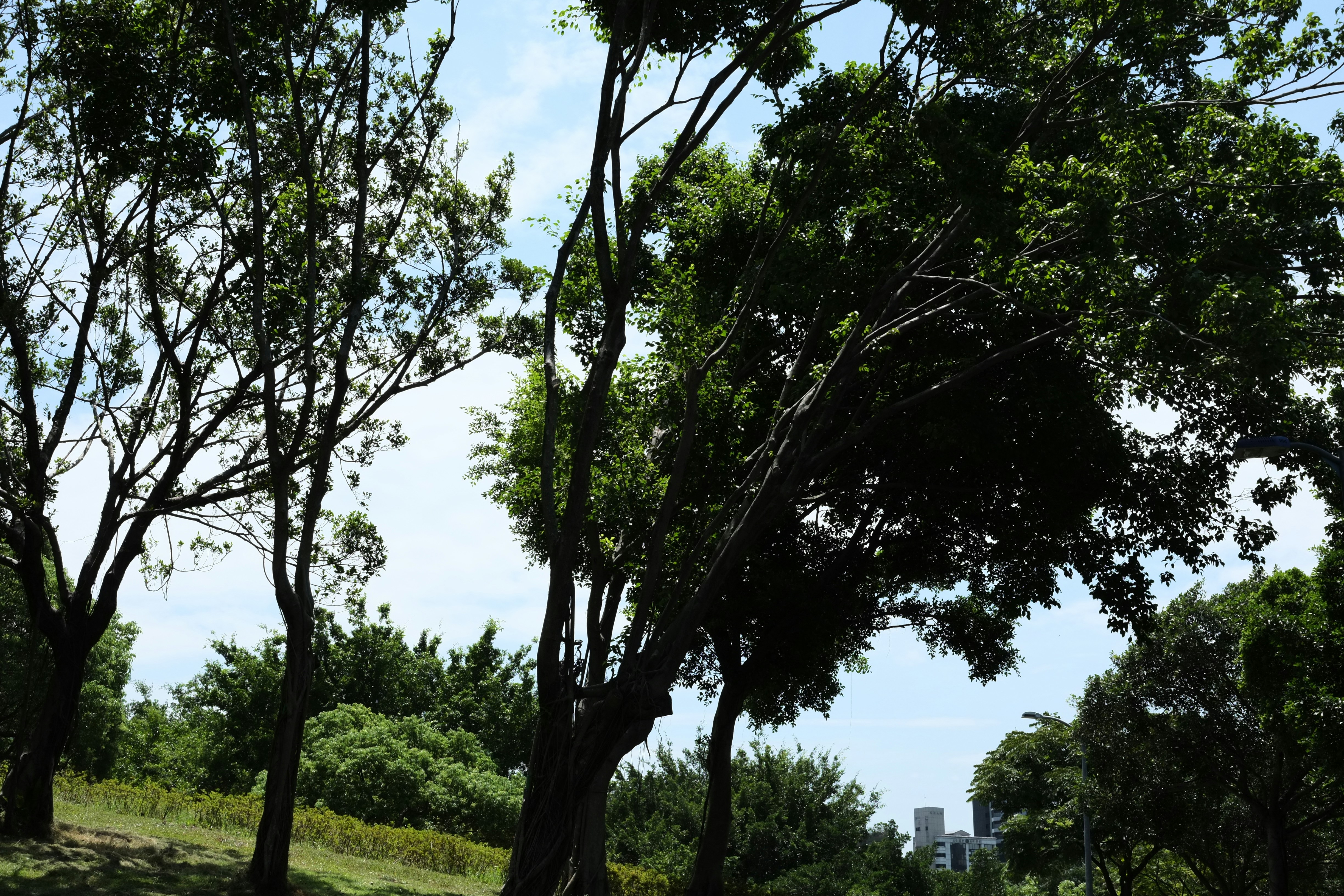 Lush trees arch gracefully over a serene landscape, hinting at a distant urban backdrop. The interplay of light and foliage creates a tranquil atmosphere.