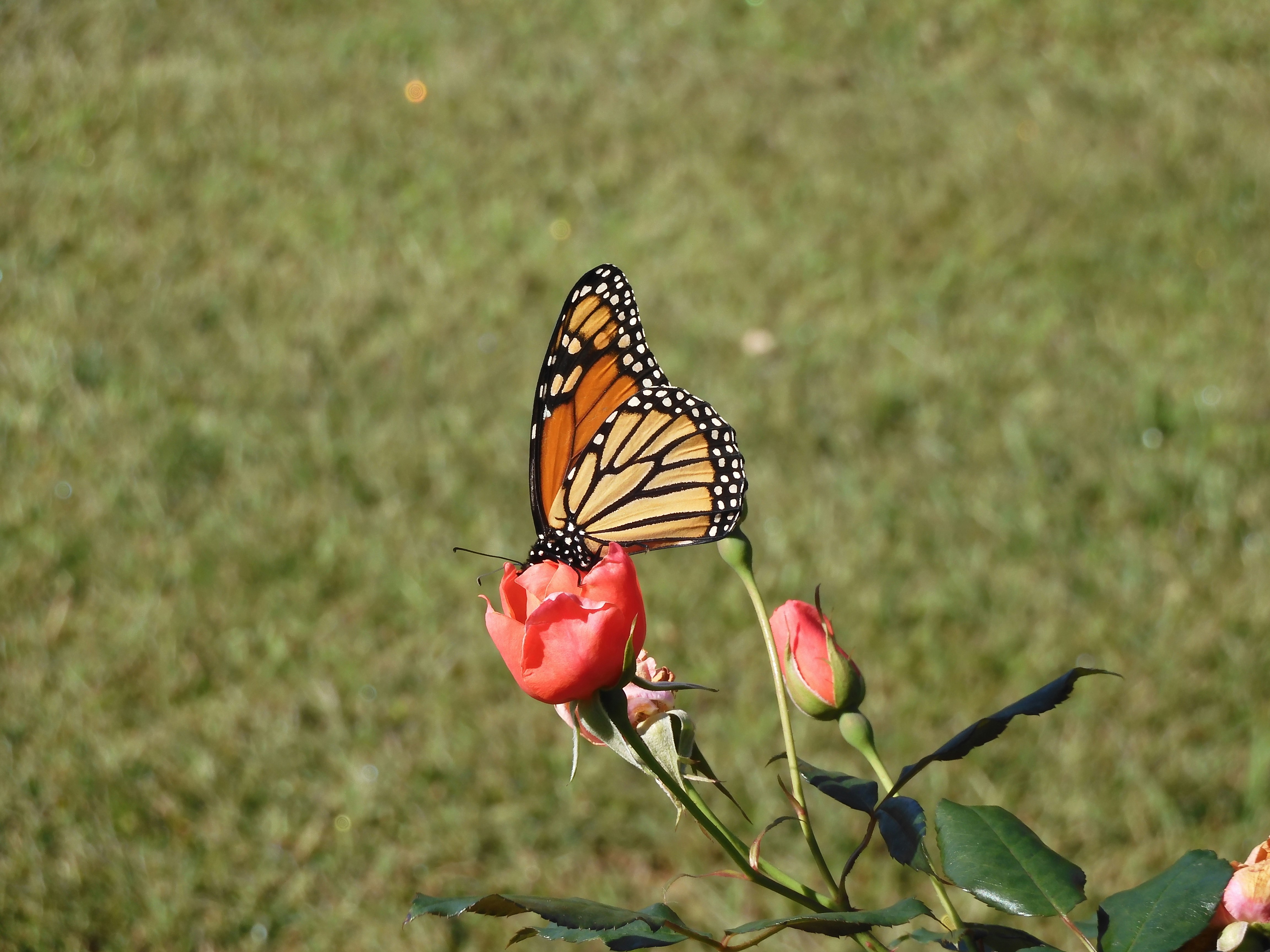Monarch butterfly perched delicately on a blooming rose, showcasing vibrant colors against a blurred green backdrop.
